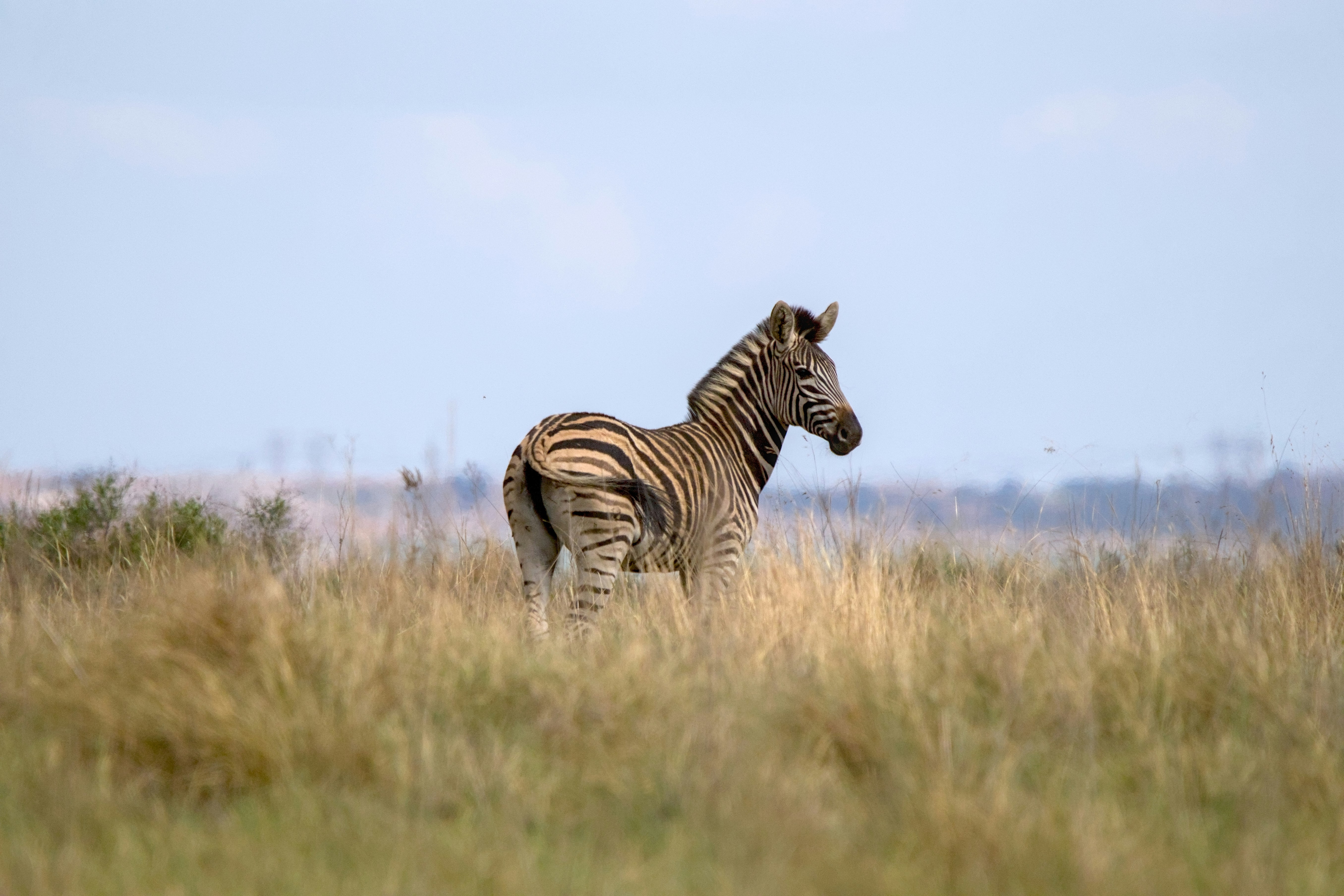 A zebra standing in a field of tall grass photo – Free Grassland Image ...