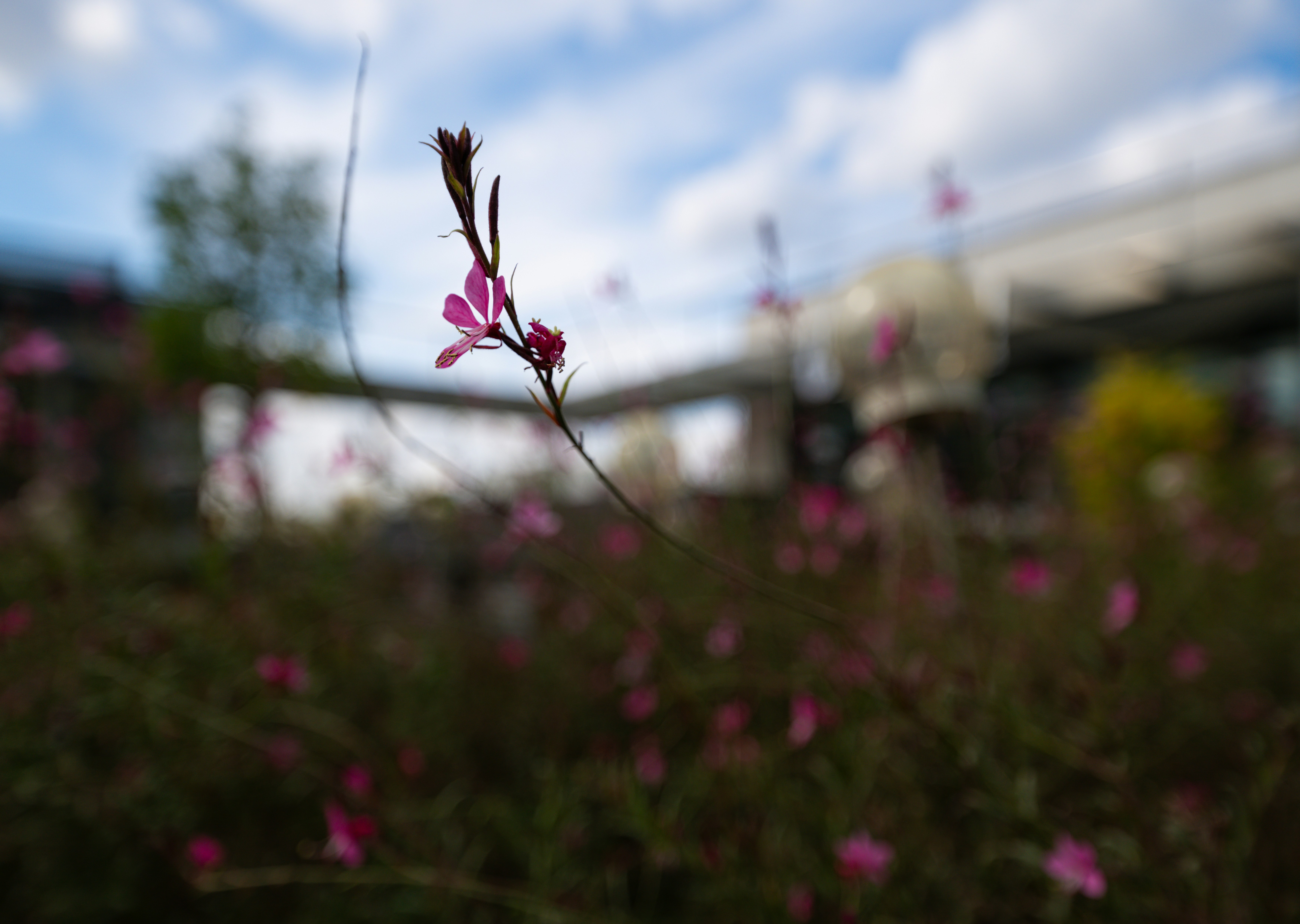 Solitary Pink Blossom Anchored in Sharp Focus Against City Bokeh