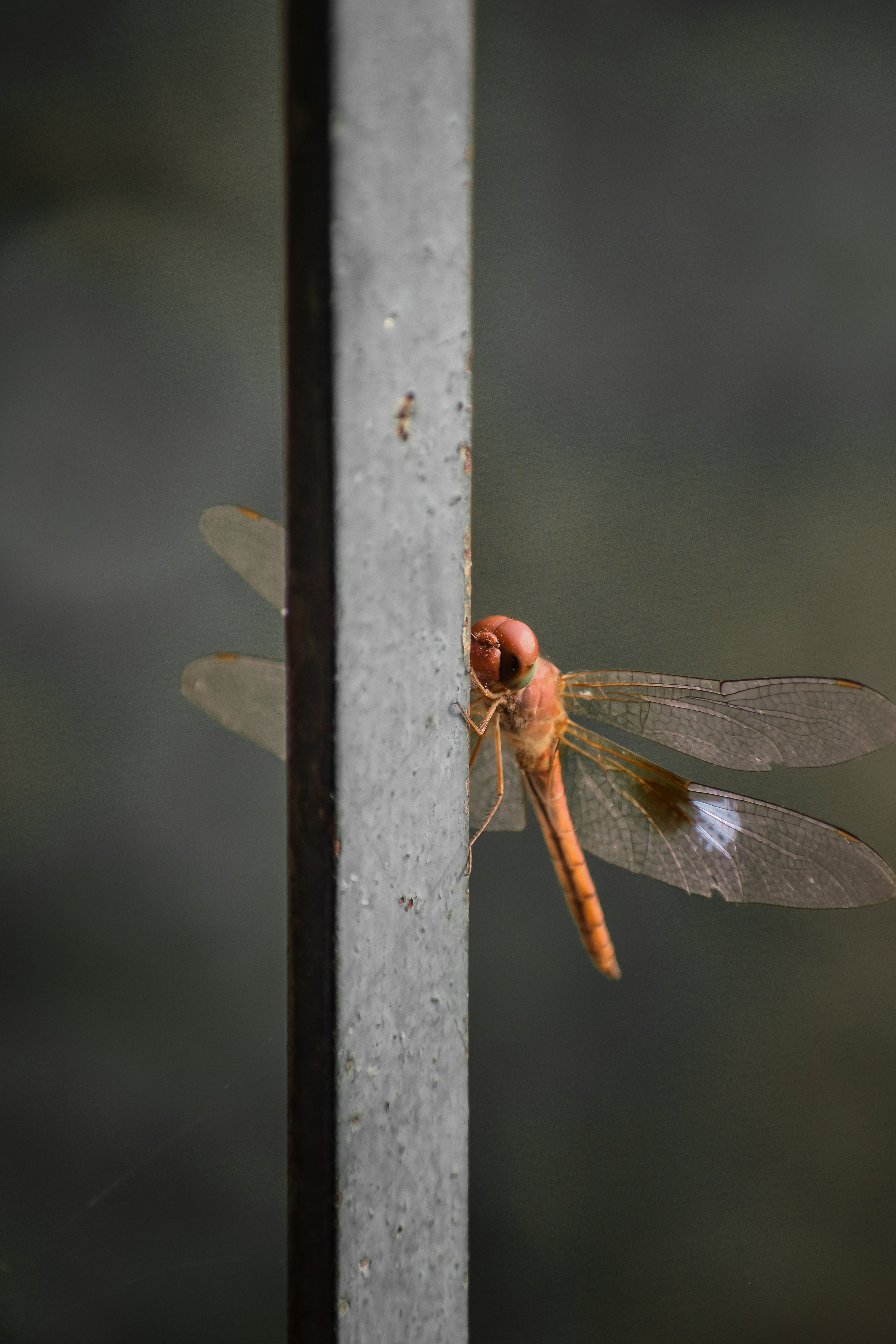 A dragonfly sitting on top of a metal pole photo – Free Insect Image on ...