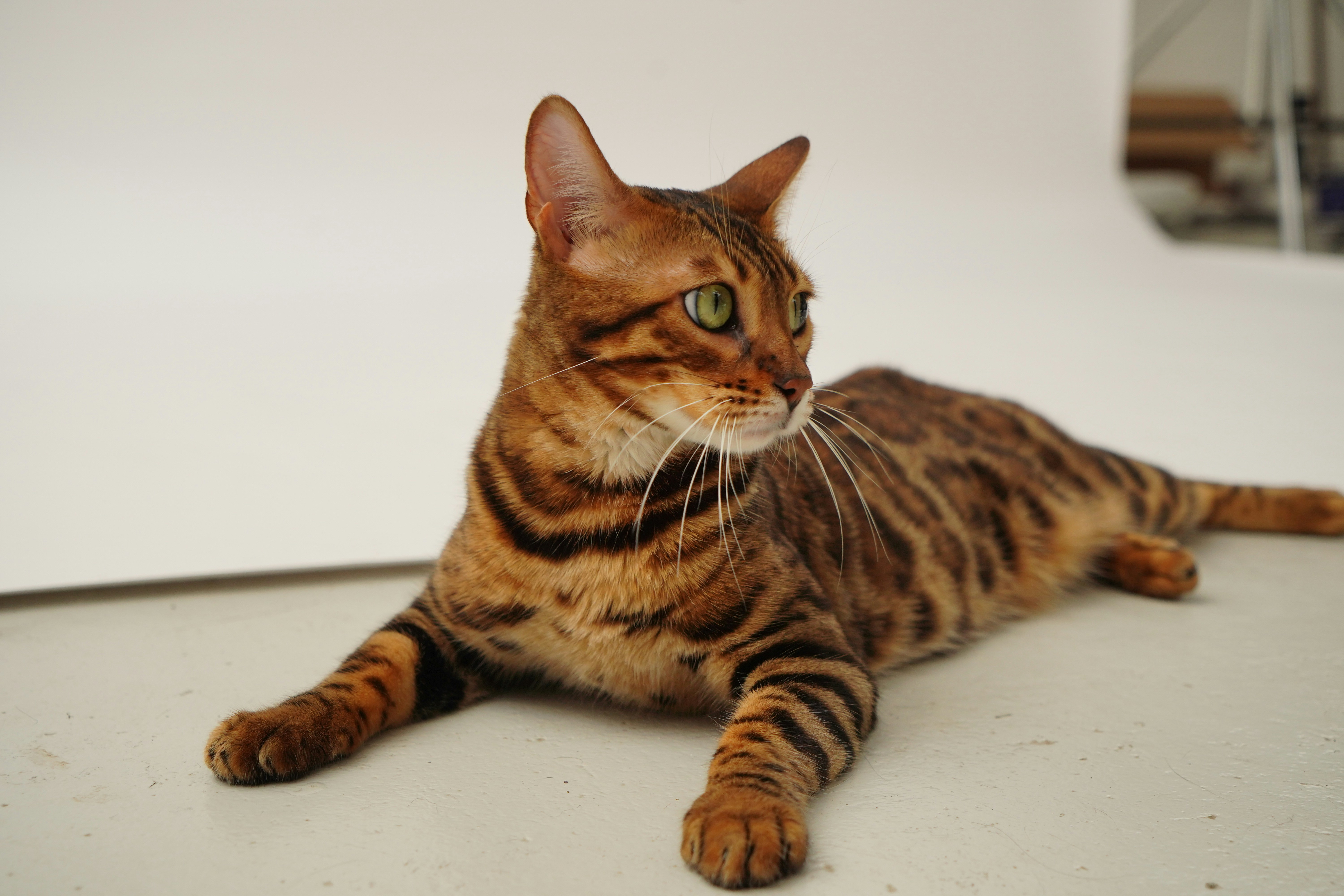 Studio Quietude: Bengal Cat Reclines with a Watchful Gaze