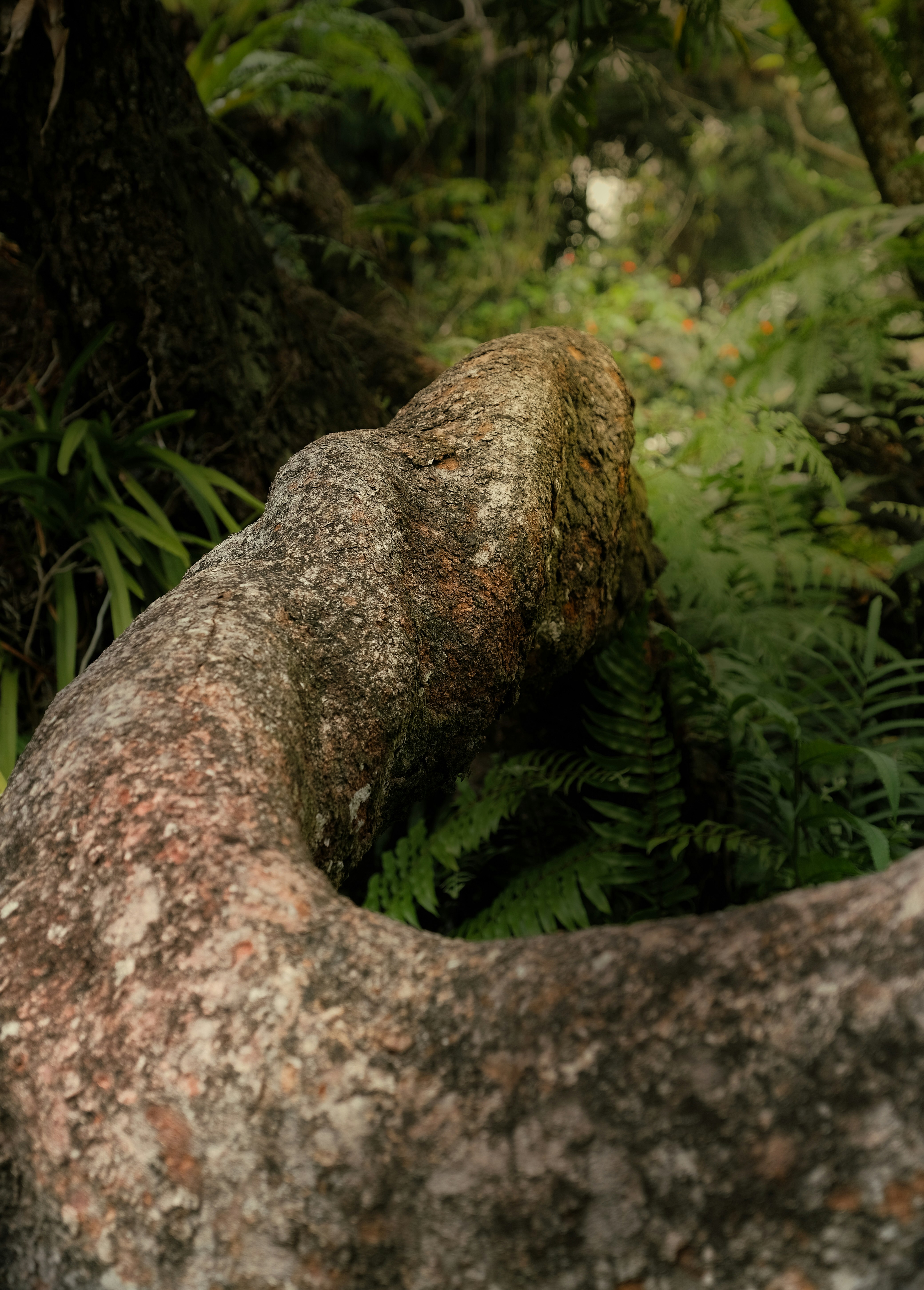 Curved Trunk in Fern Light: a Quiet Forest Moment