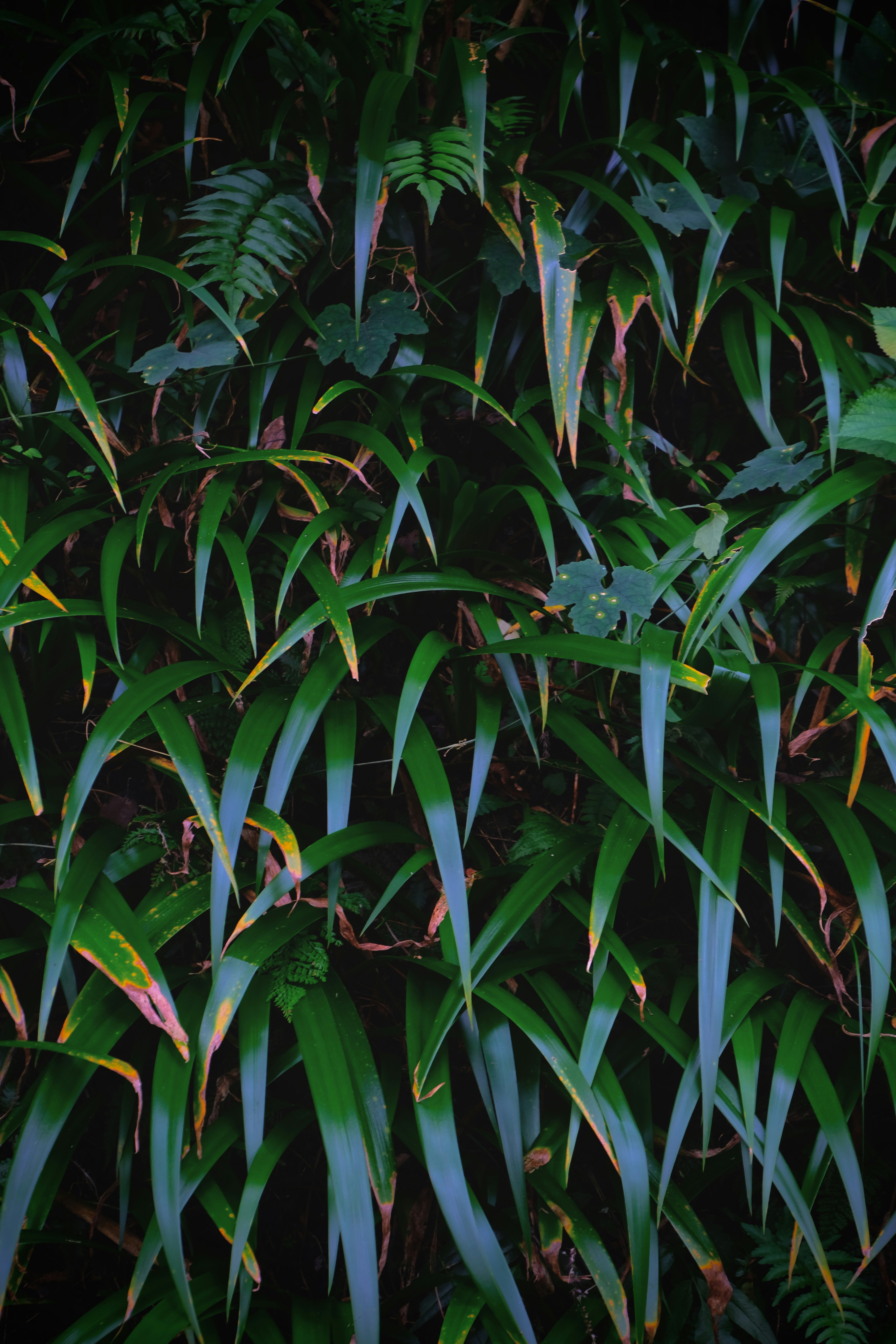 Verdant Veil: A Close-Tangle of Narrow Leaves in Deep Shade