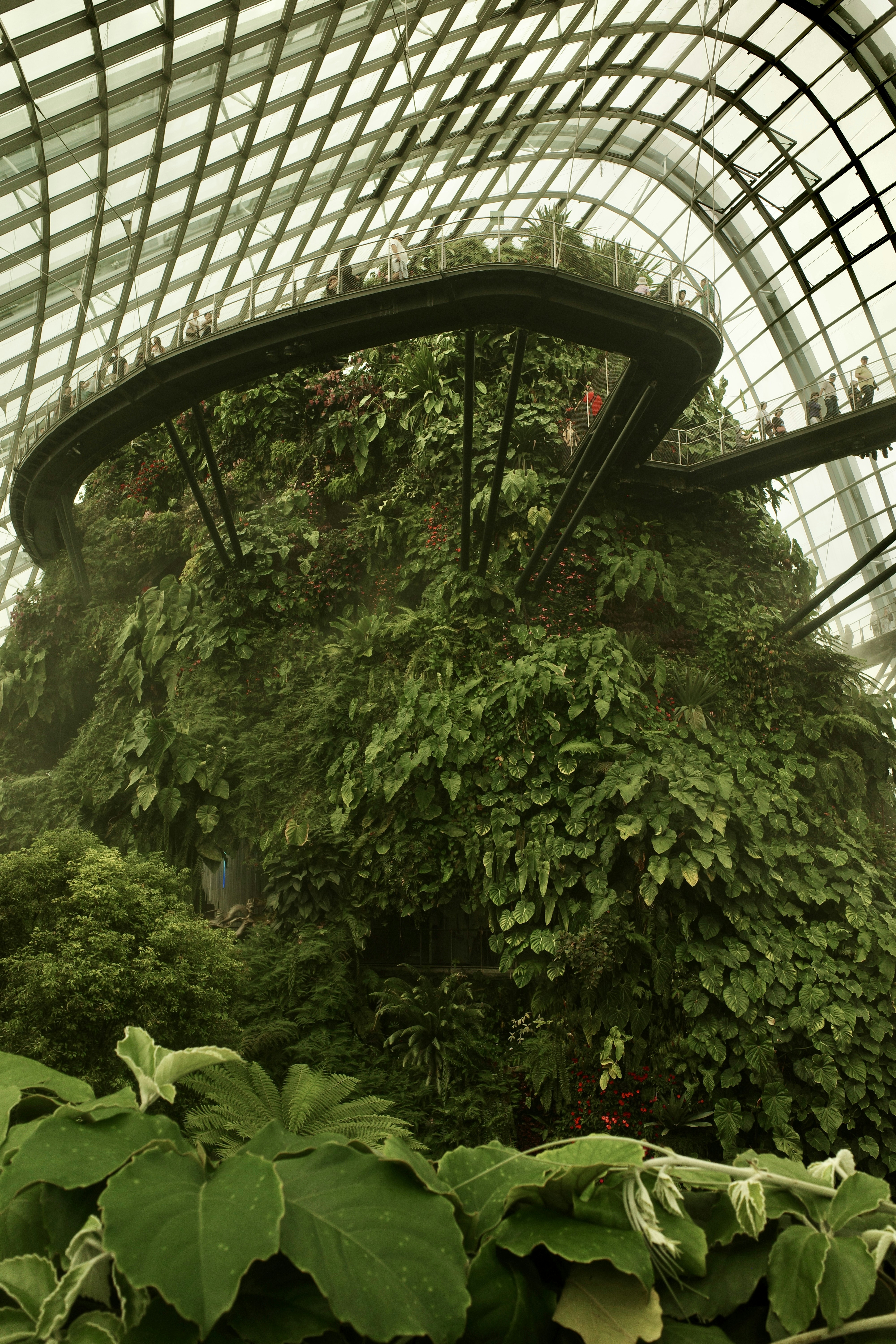 Glass-Wrapped Jungle: A Curved Skywalk Above a Living Green Wall