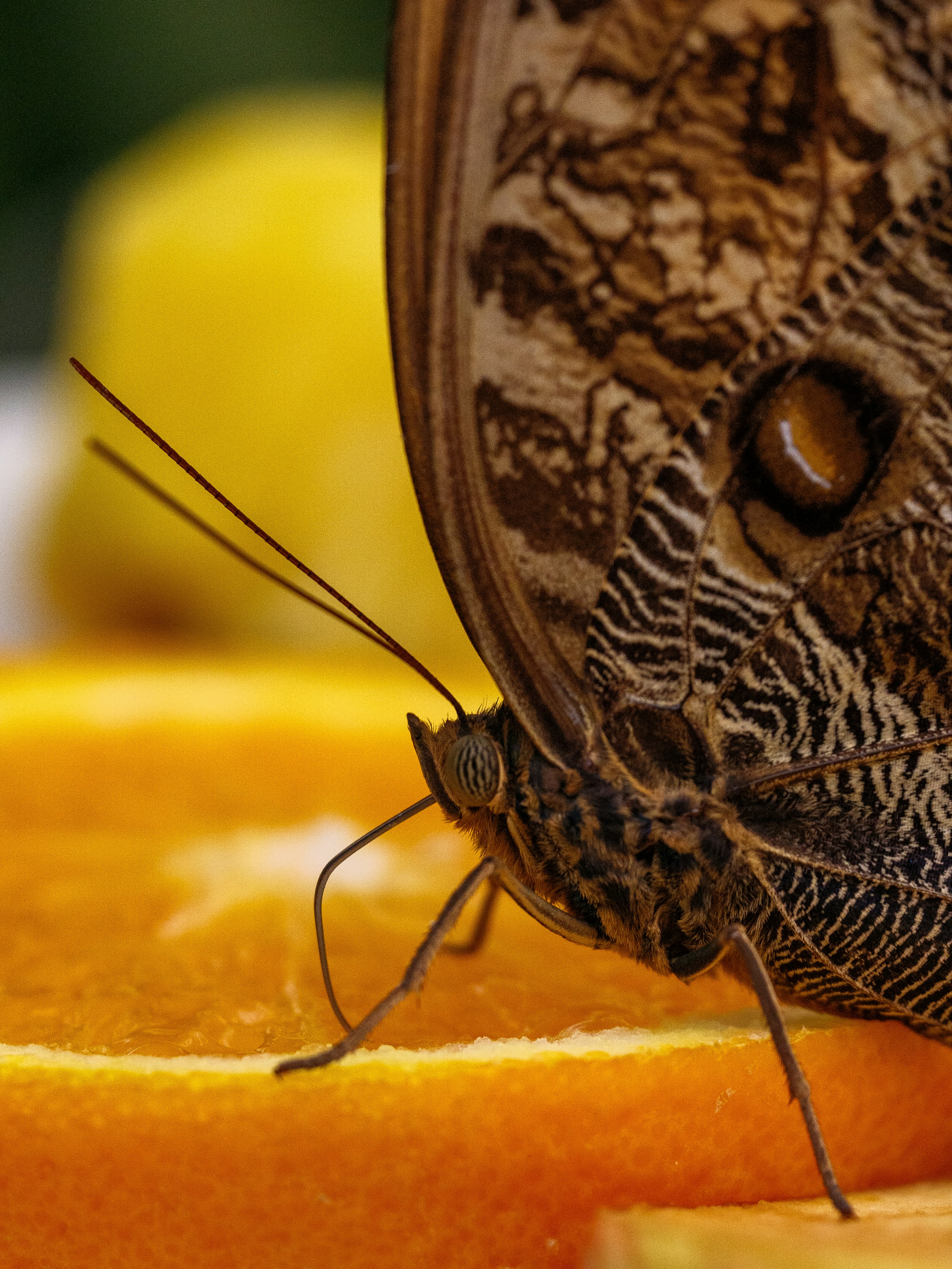 Citrus Enticement: A Macro Portrait of a Butterfly on Orange Slice