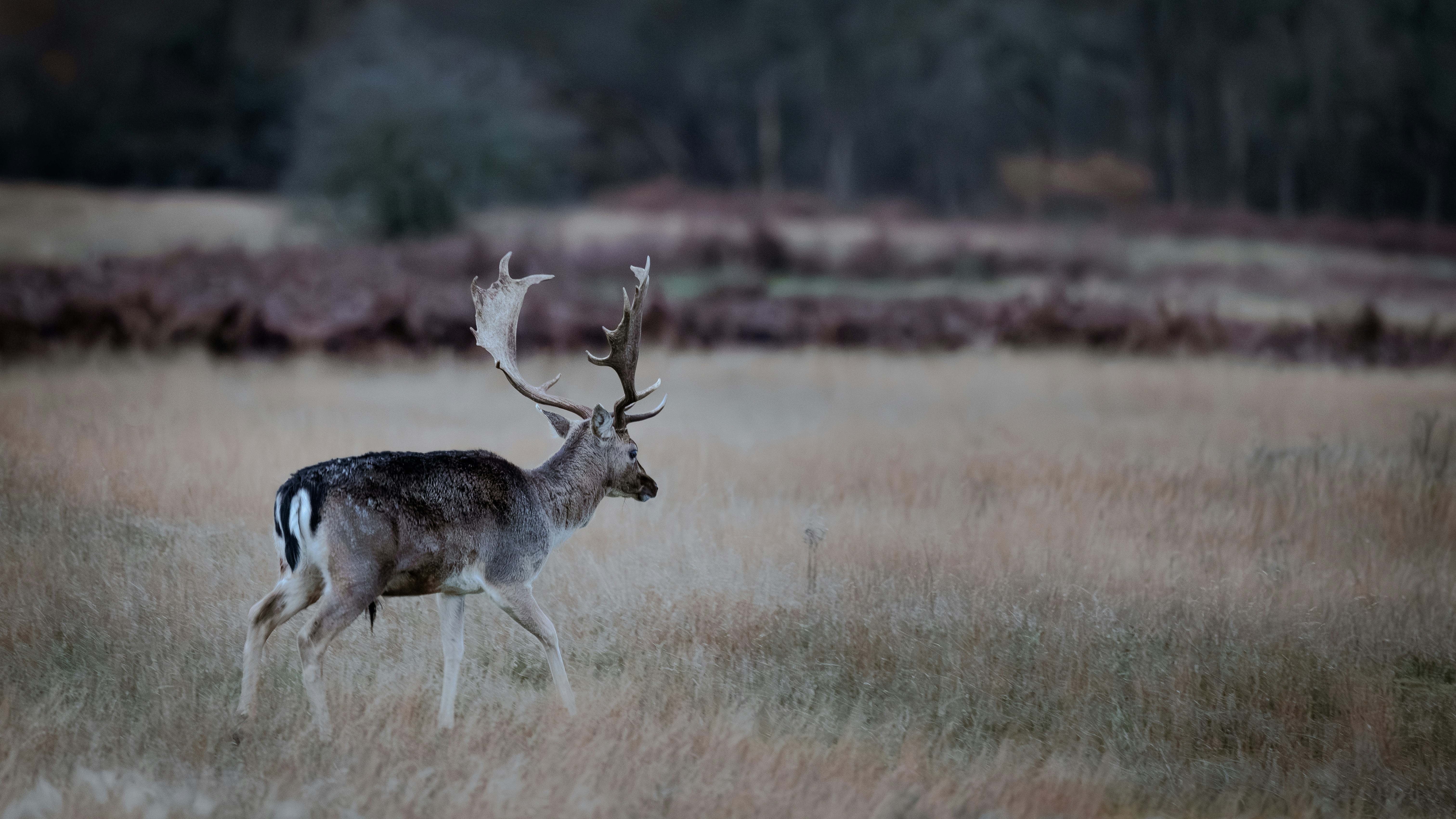 Photo by Job Vermeulen with Nikon Z6