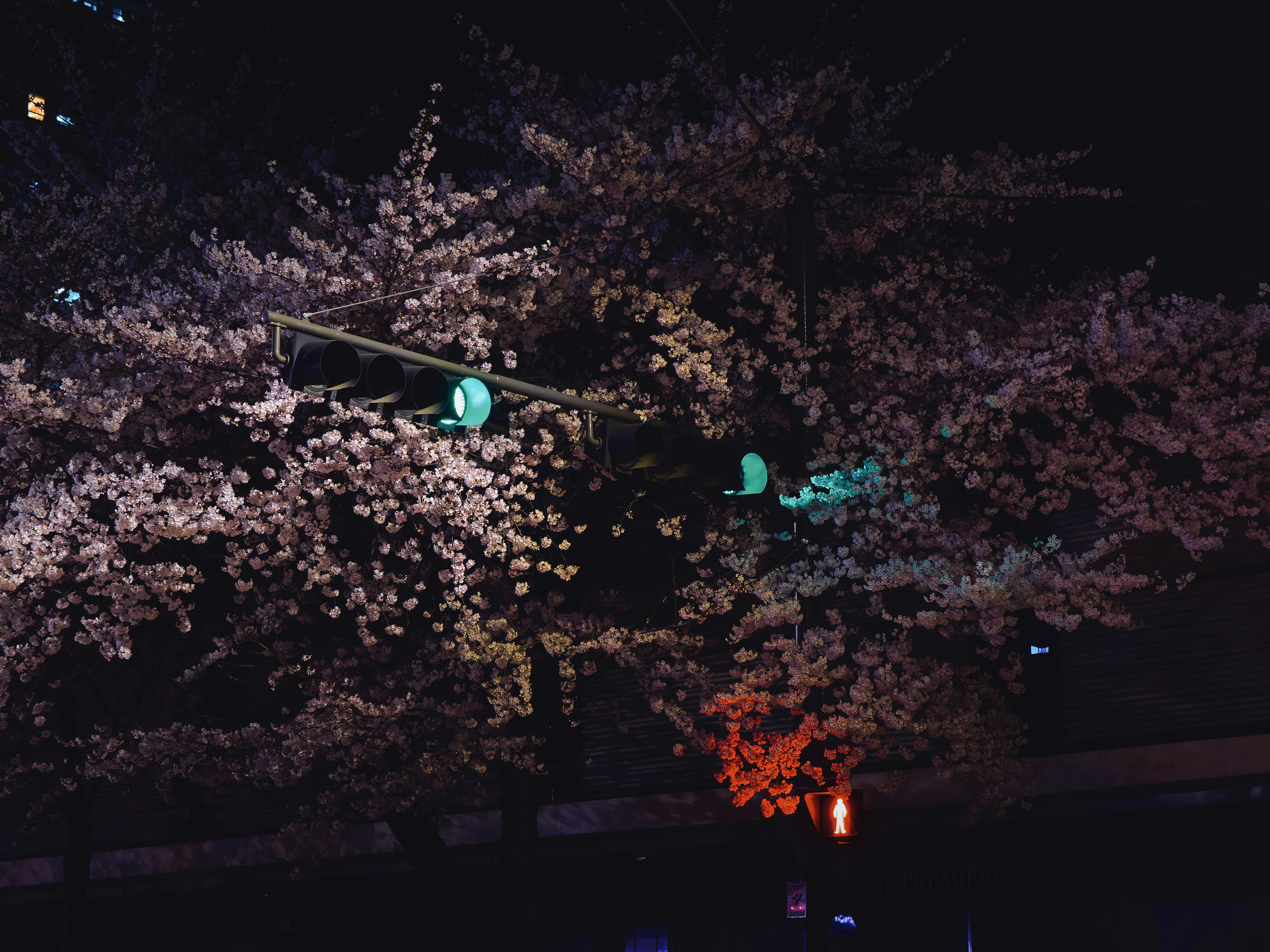 Night scene of cherry blossoms lit by a glowing green traffic light with a red signal below. The composition emphasizes urban glow against dark foliage.
