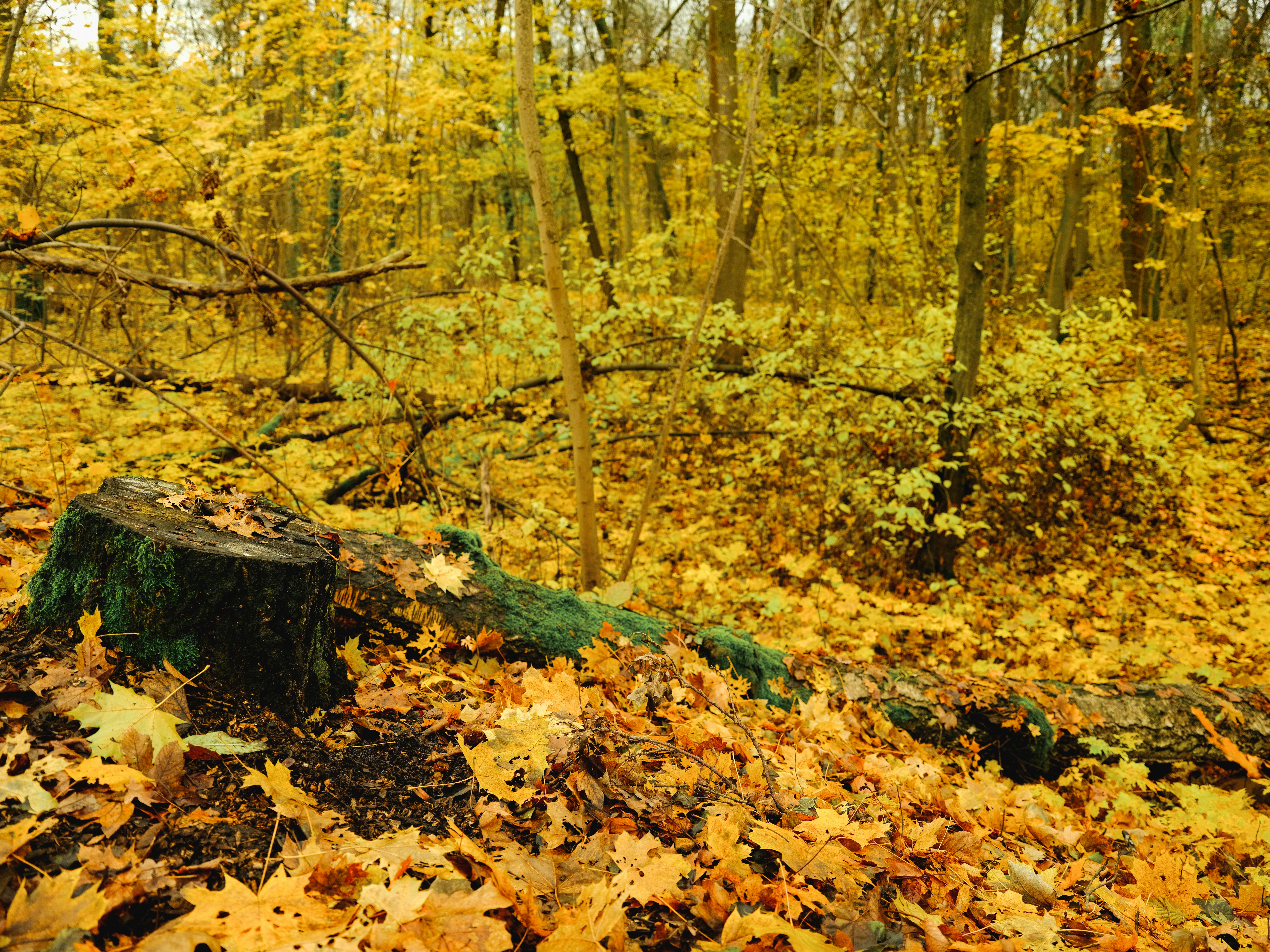 Moss-covered tree stump among vibrant fallen leaves in a golden autumn forest.