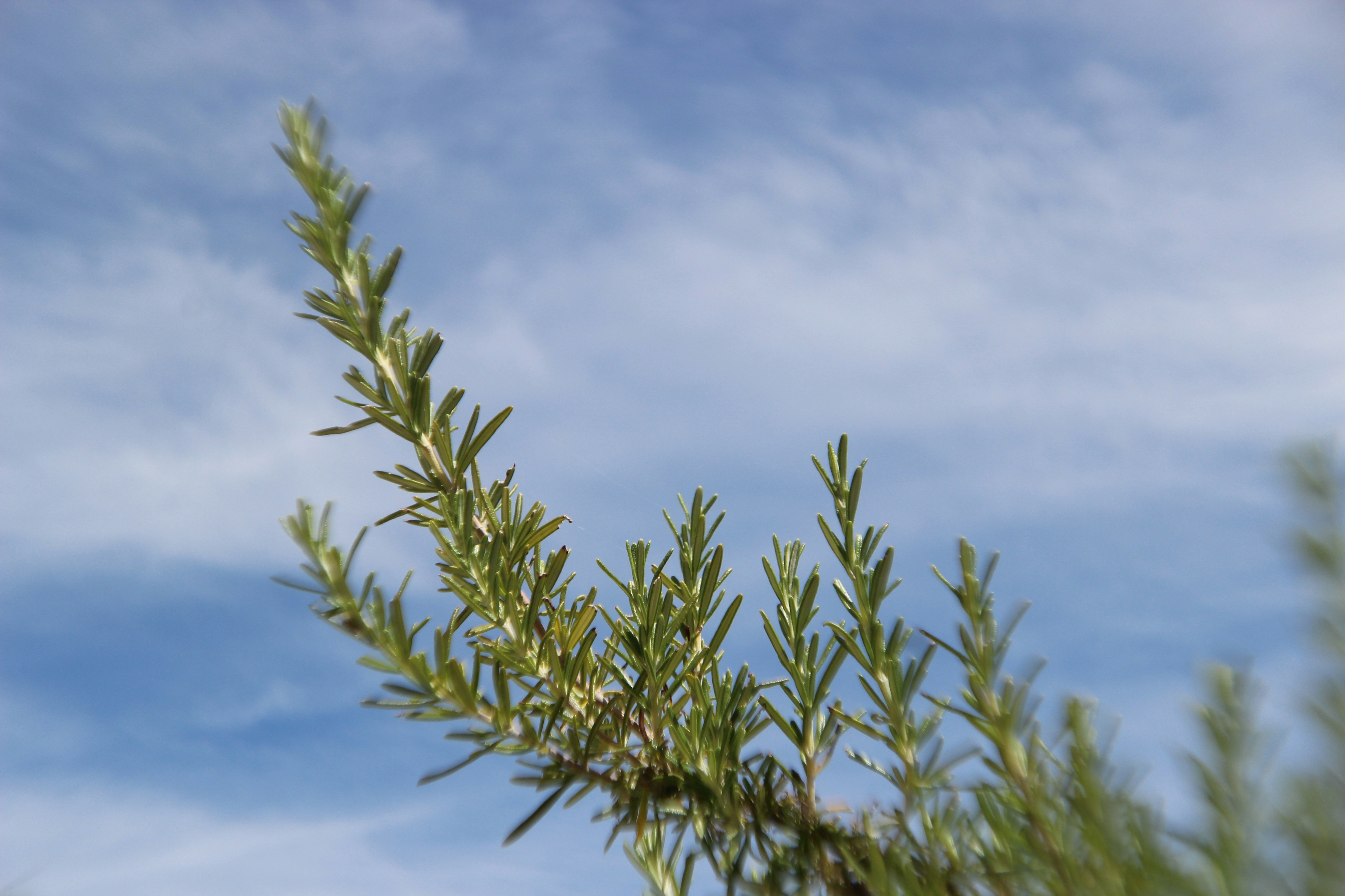 Sprigs toward the Sky: a close-up of coastal greenery against a clear blue