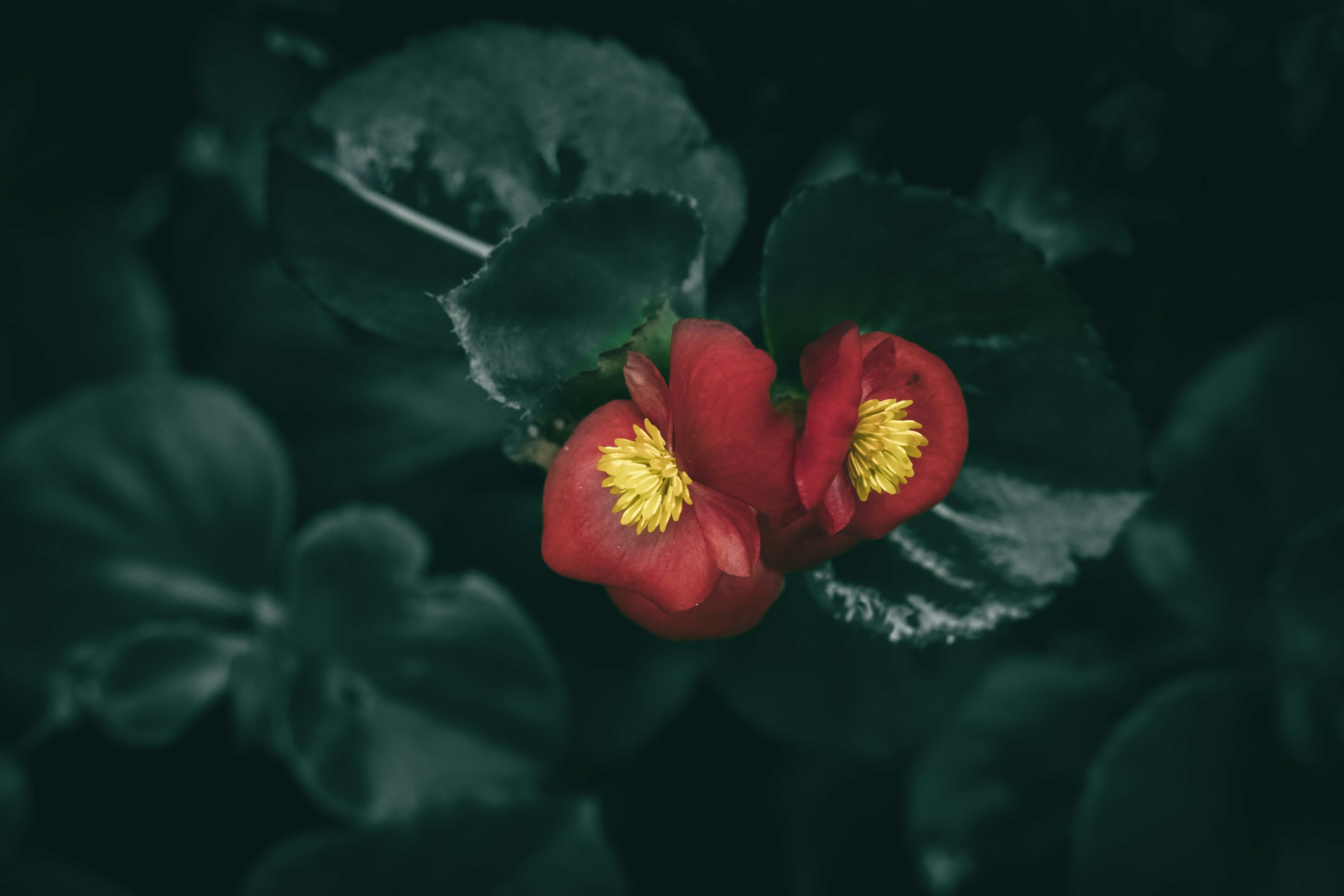 Crimson Bloom in Velvet-Green Reverie