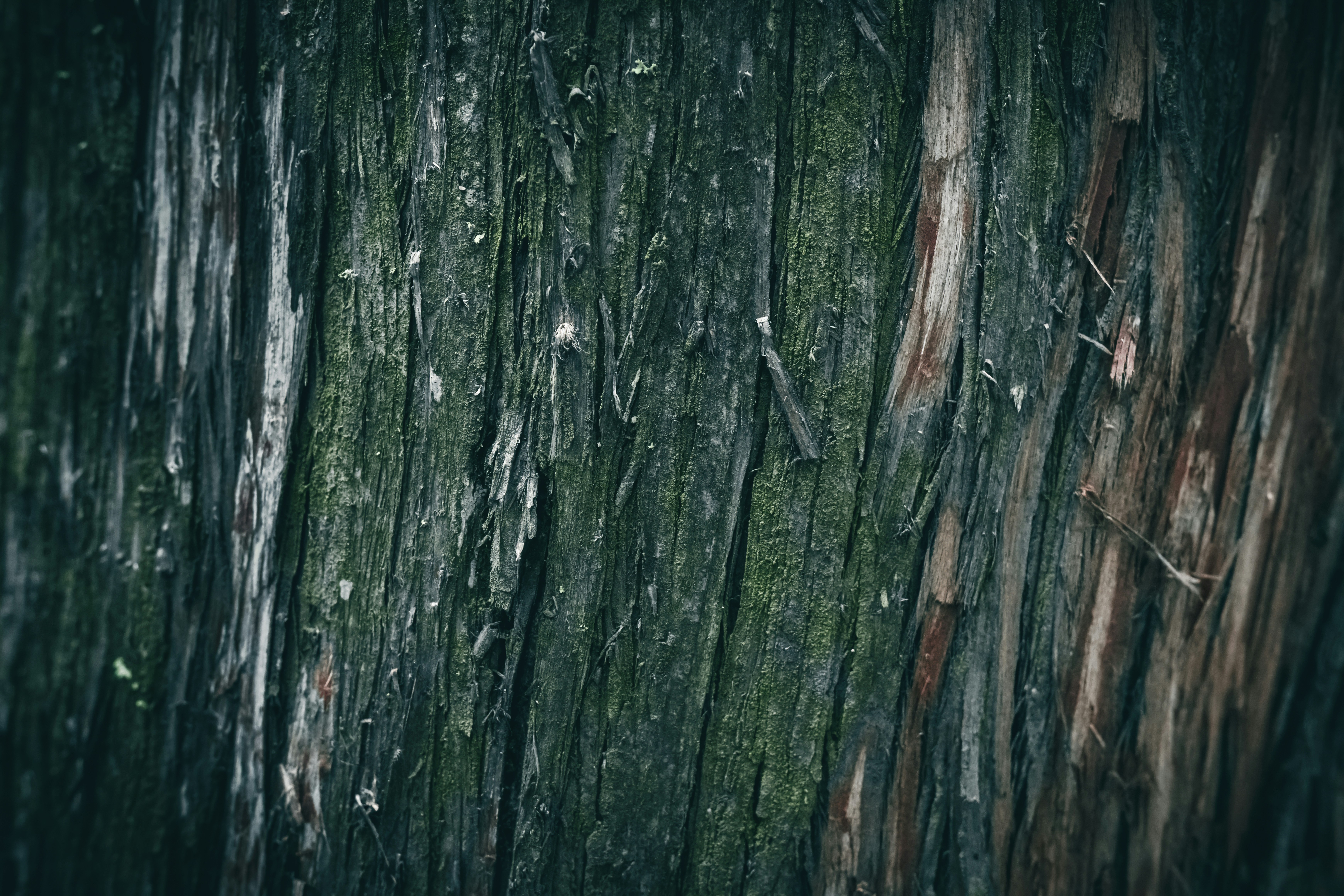 A close up of the bark of a tree photo – Free Serbia Image on Unsplash