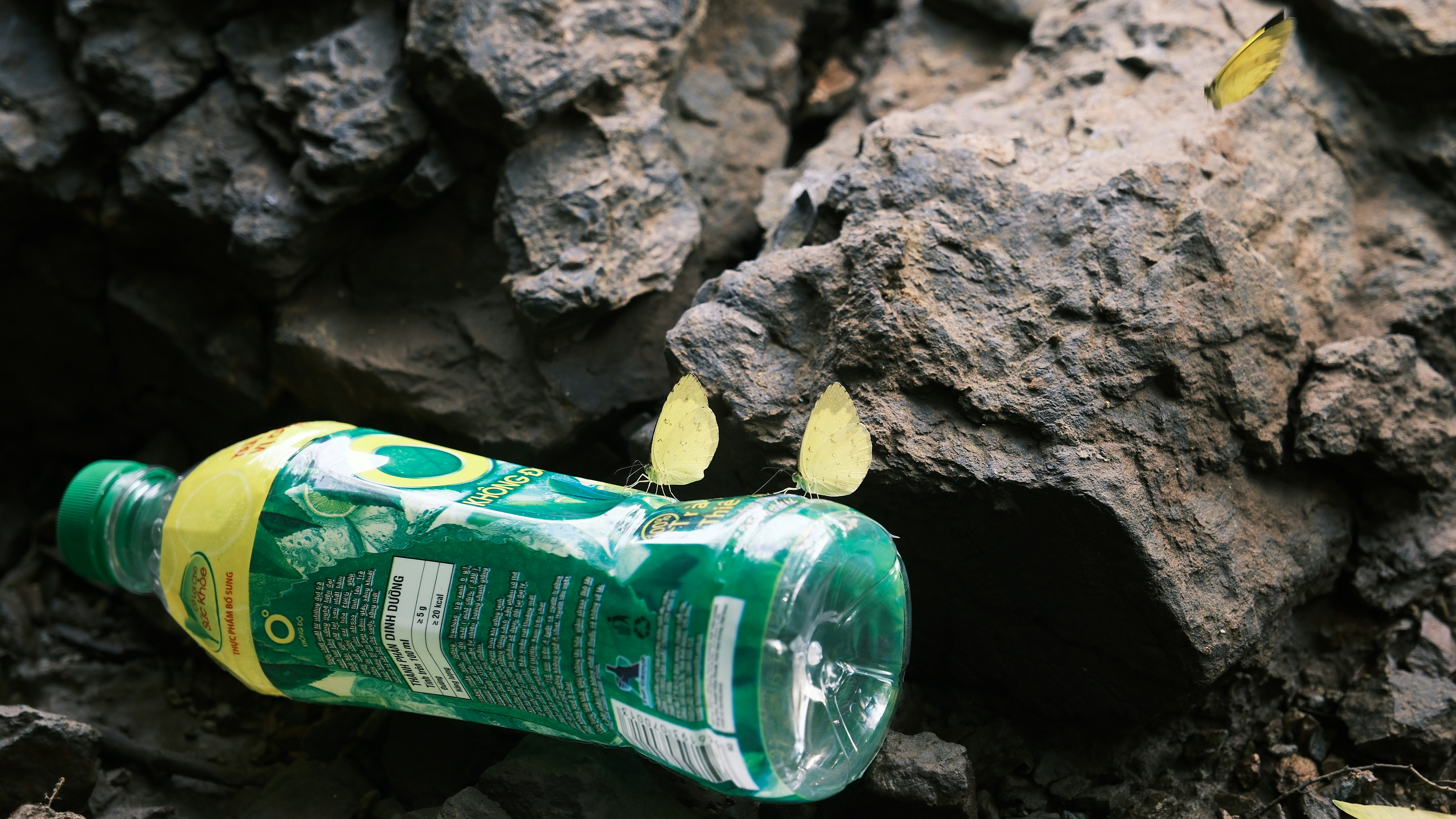 Green PET Bottle Resting in a Lava-Rock Crevice