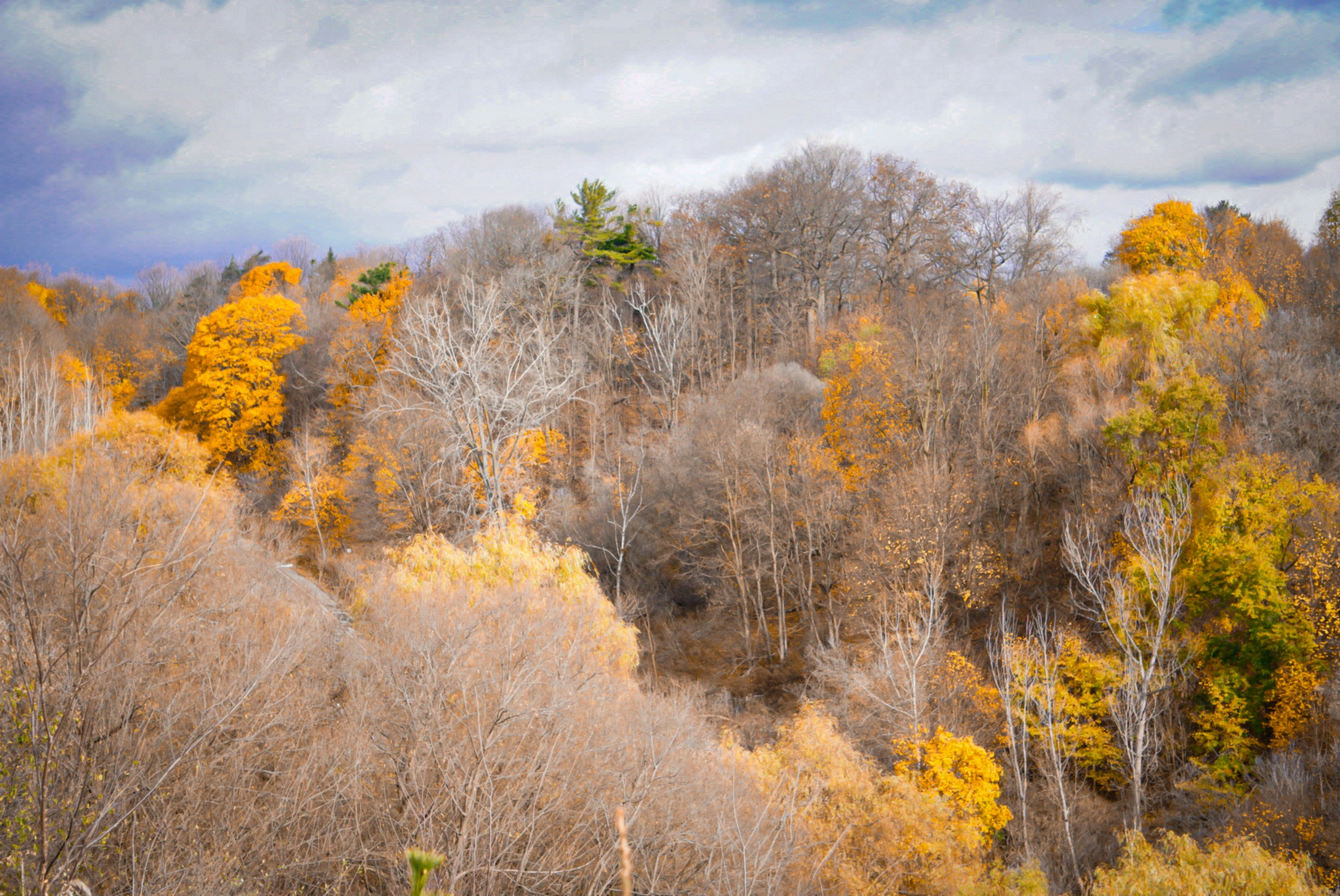 Ember Ridge: a sunlit tapestry of autumn trees along a misty hillside