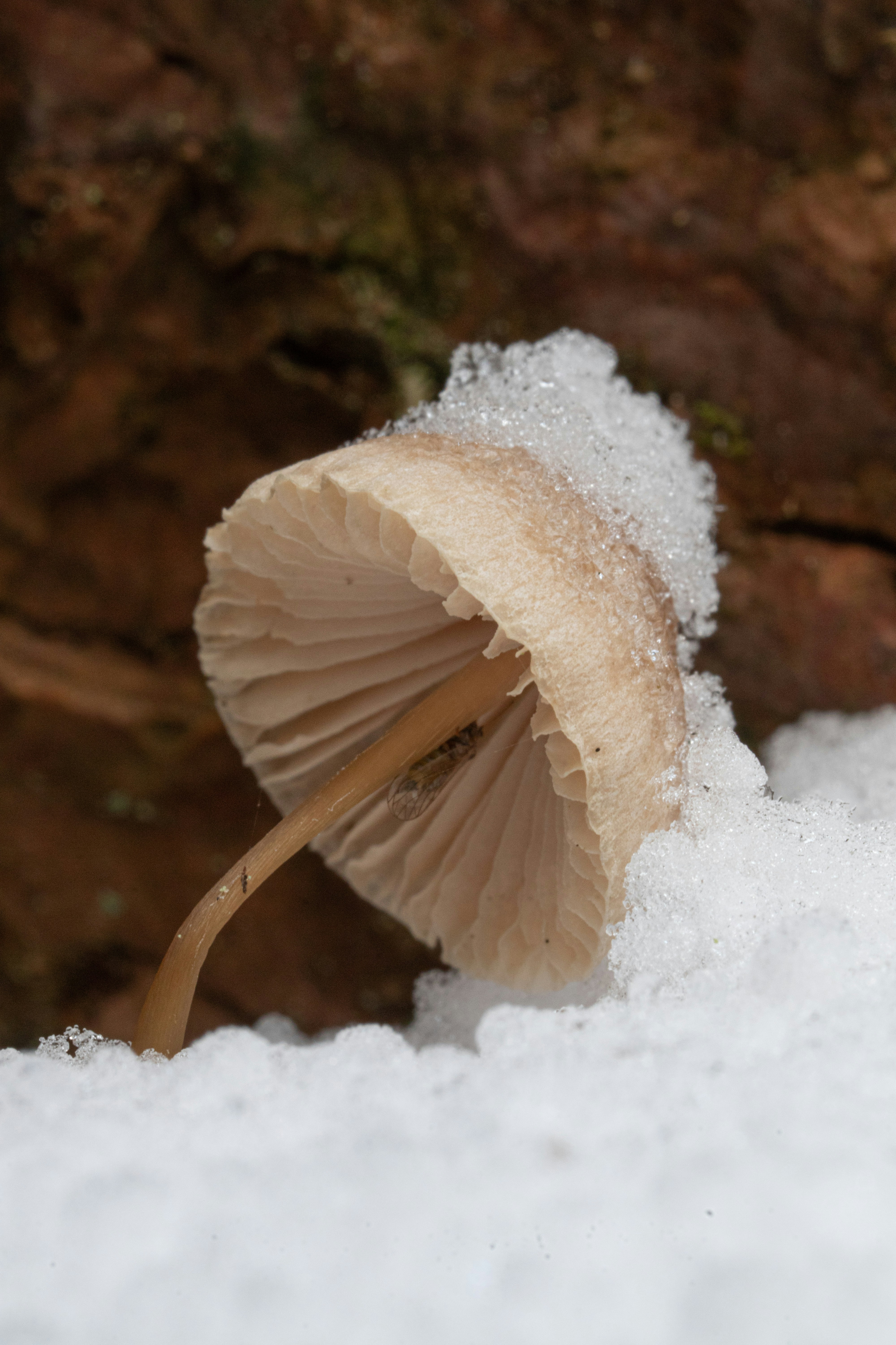 Snowbound Gills: A Creamy Mushroom Emerges from Frost and Stone