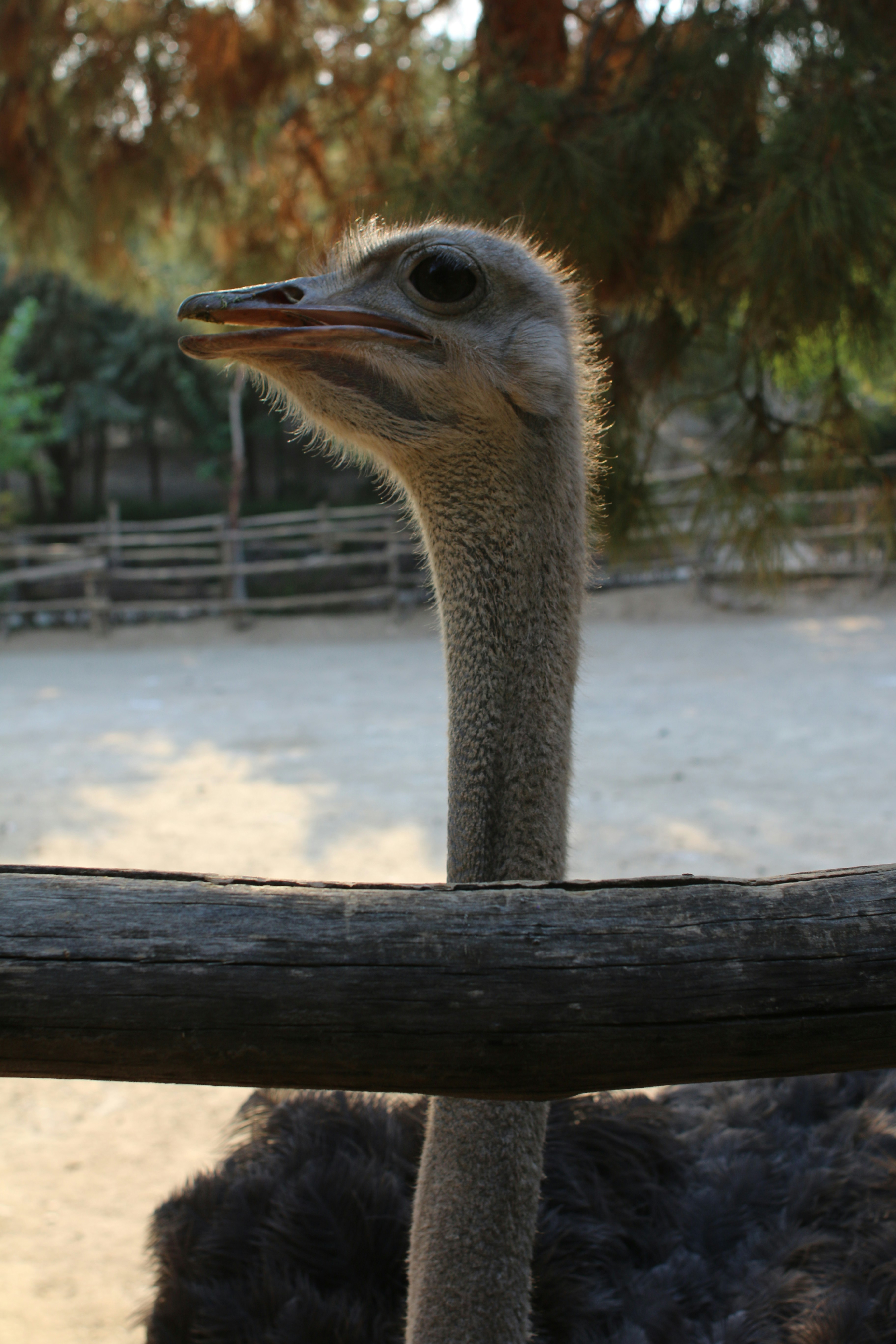 Glimpse Beyond the Rail: An Ostrich's Curious Gaze