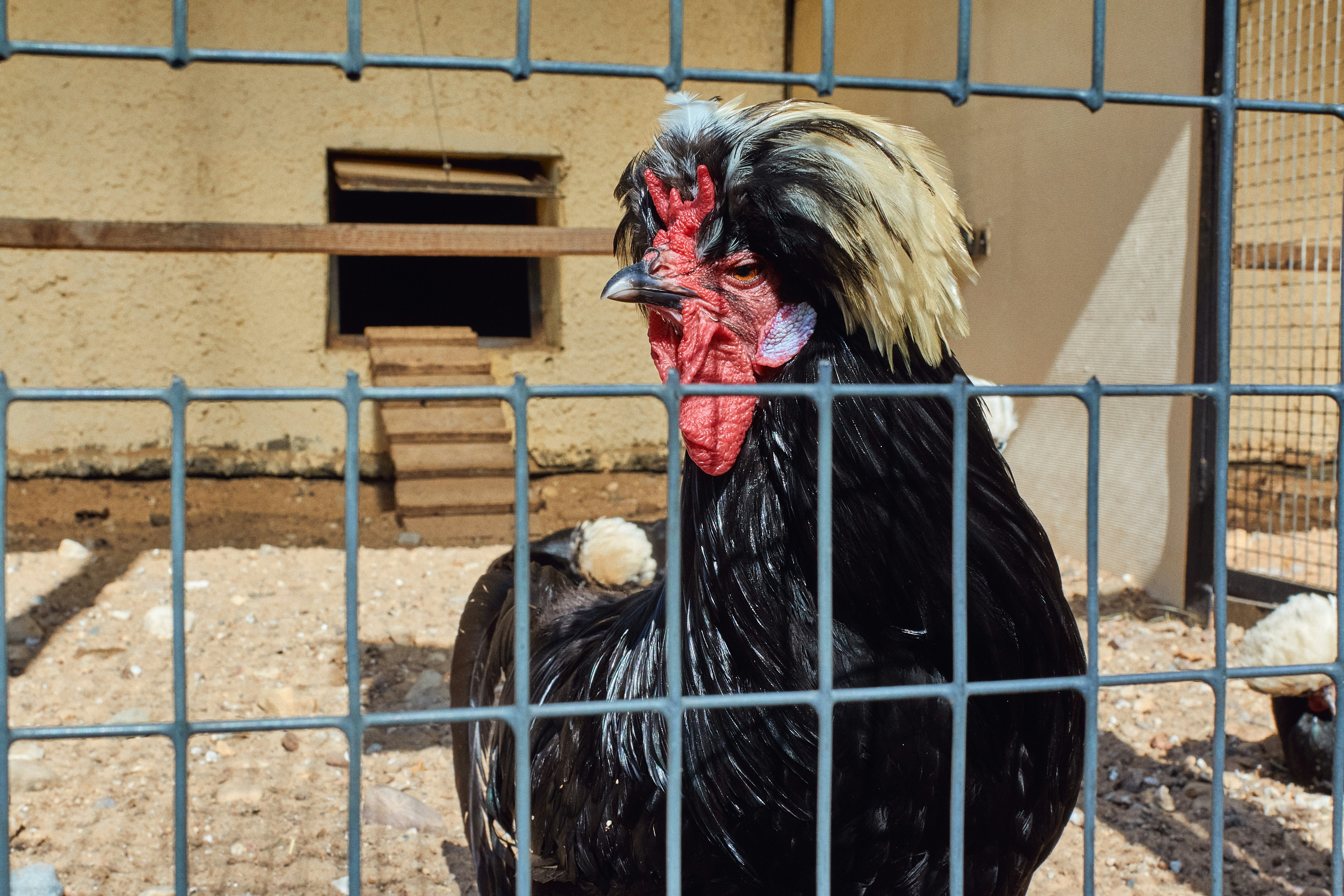 Crimson Crest Through the Grid: Rooster in the Sunlit Pen