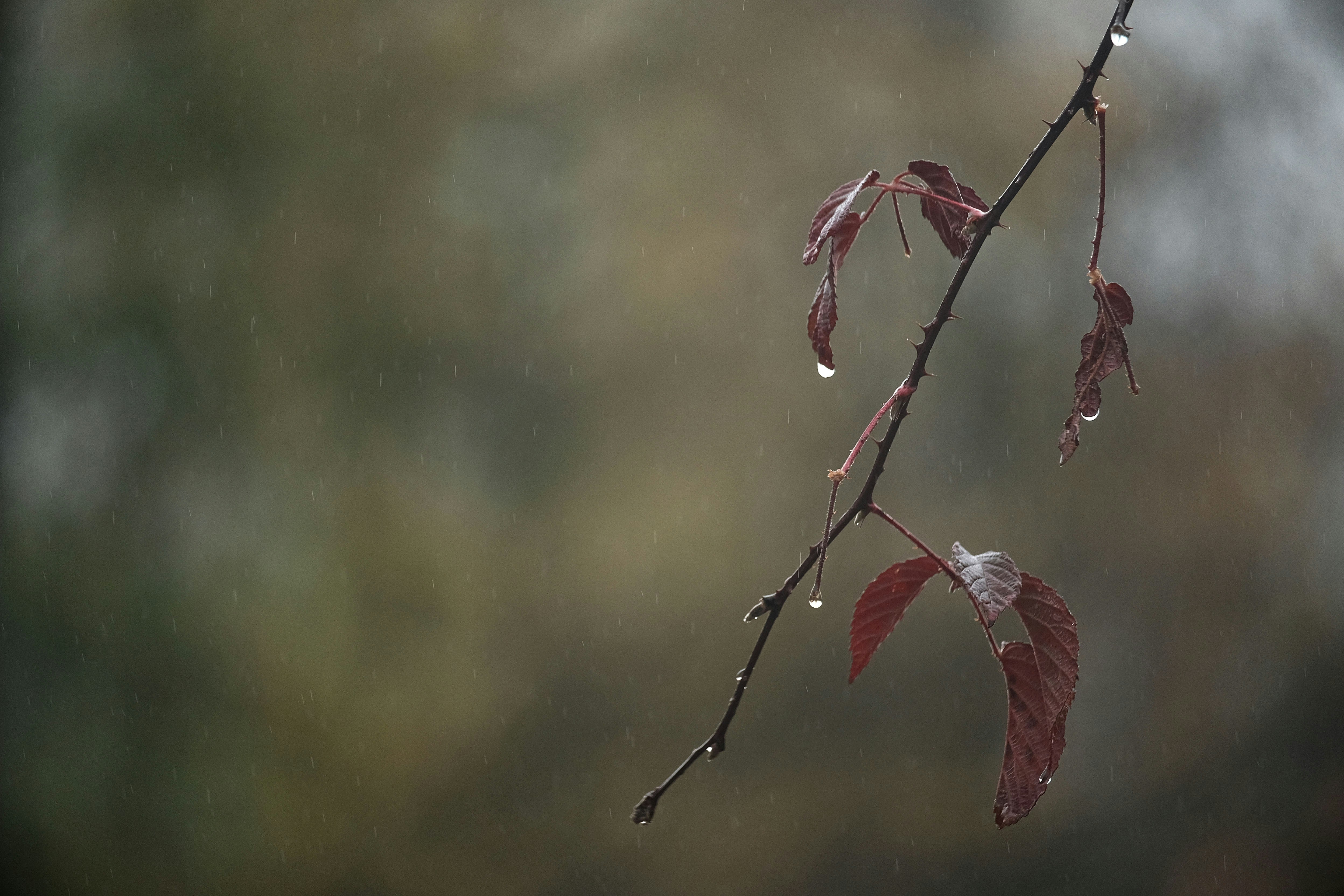 A branch with leaves and water drops on it photo – Free Rain Image on ...