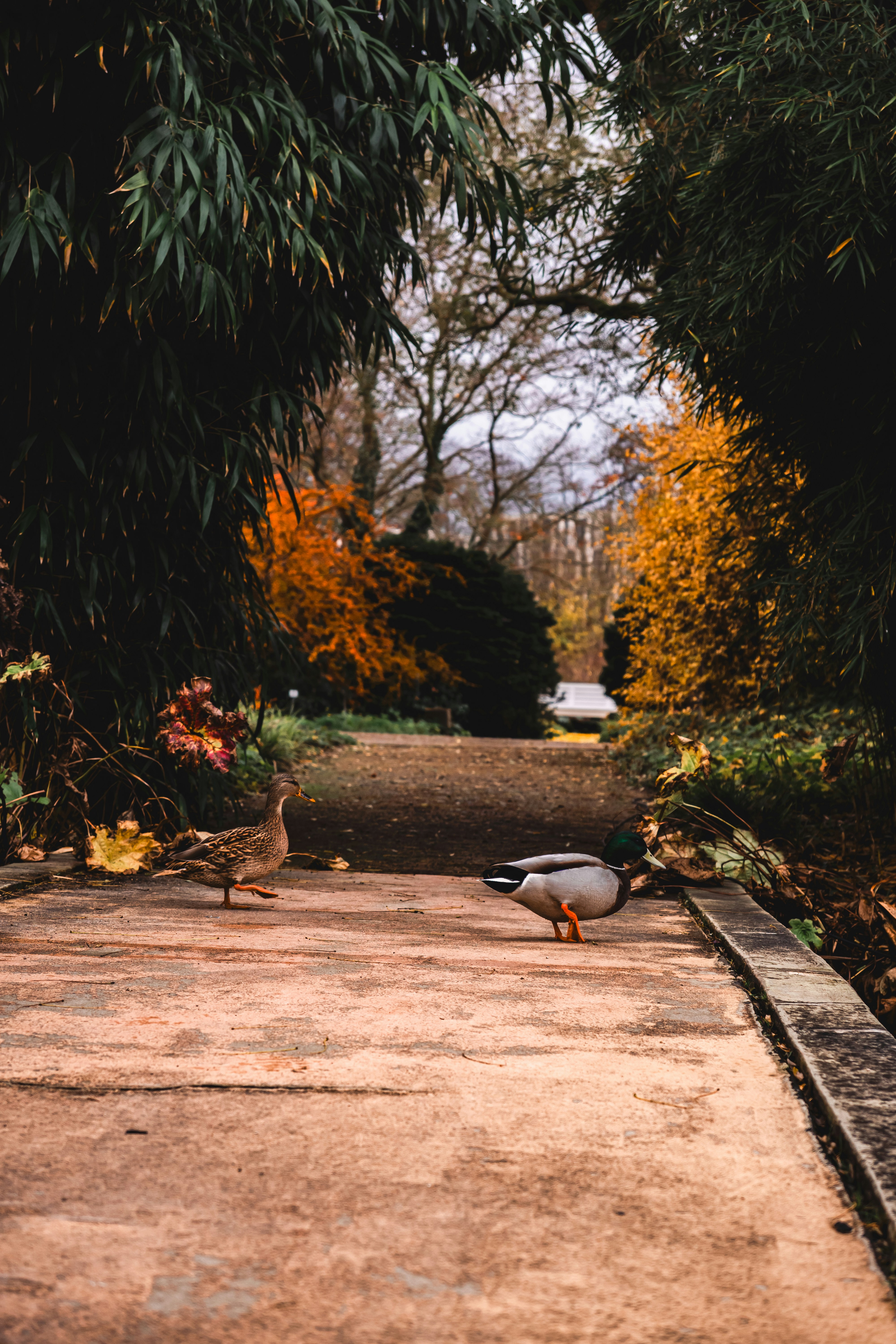 Autumn Pathway Rendezvous: Ducks on a Quiet Garden Walk