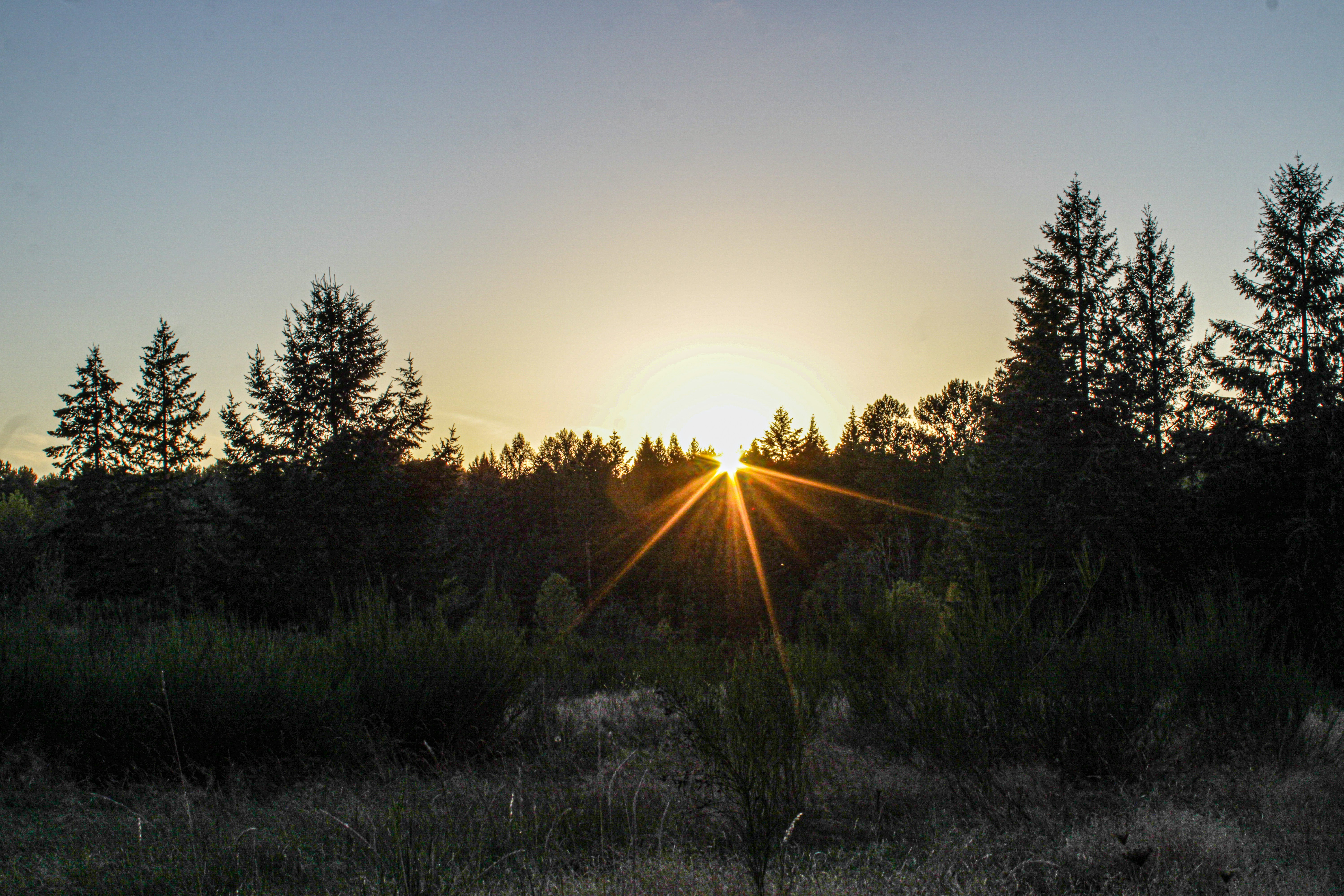 The sun is setting in the middle of the forest photo – Free Yelm Image ...