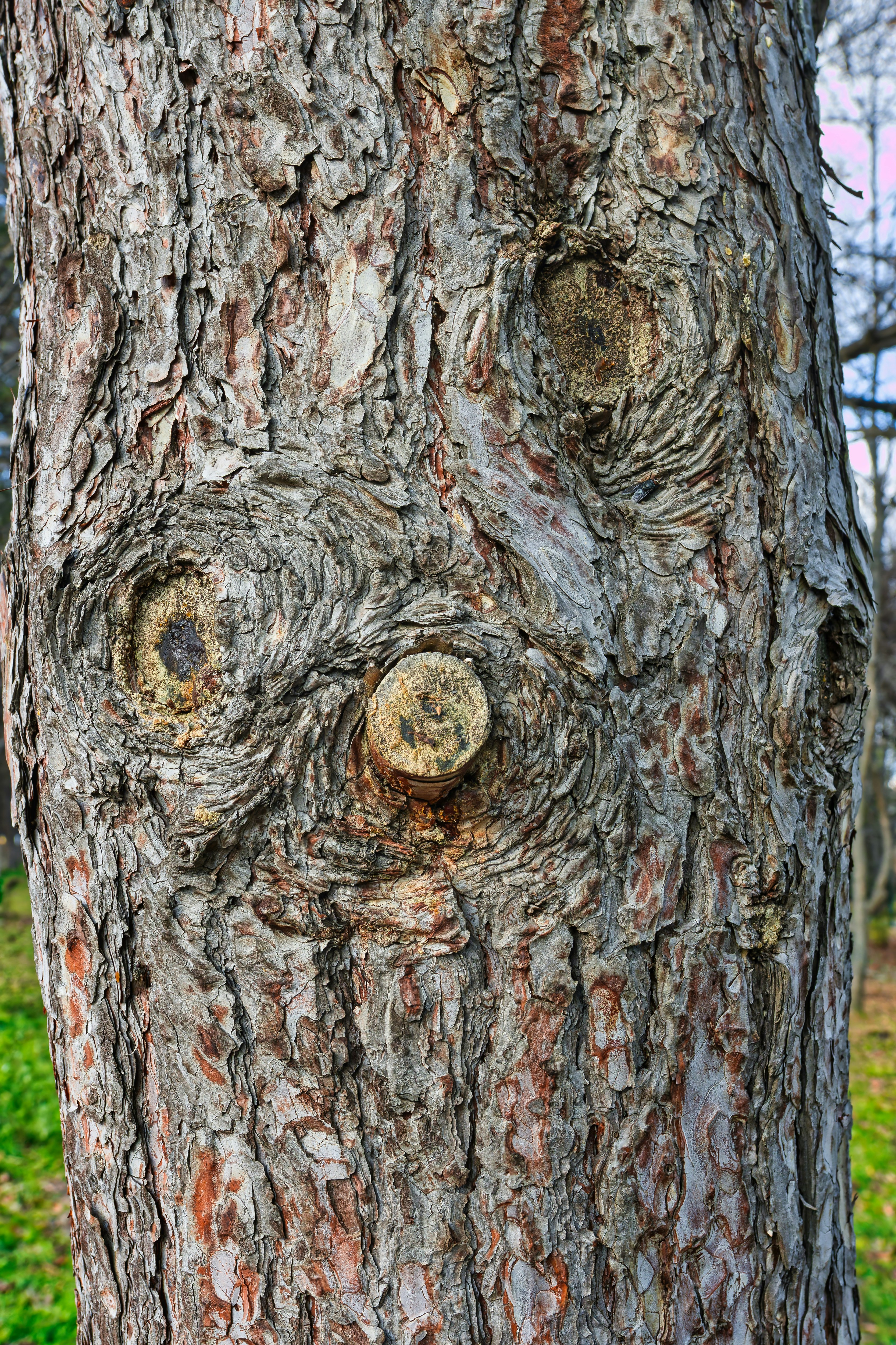Knotwork in Bark: A Close-Up Portrait of Weathered Texture