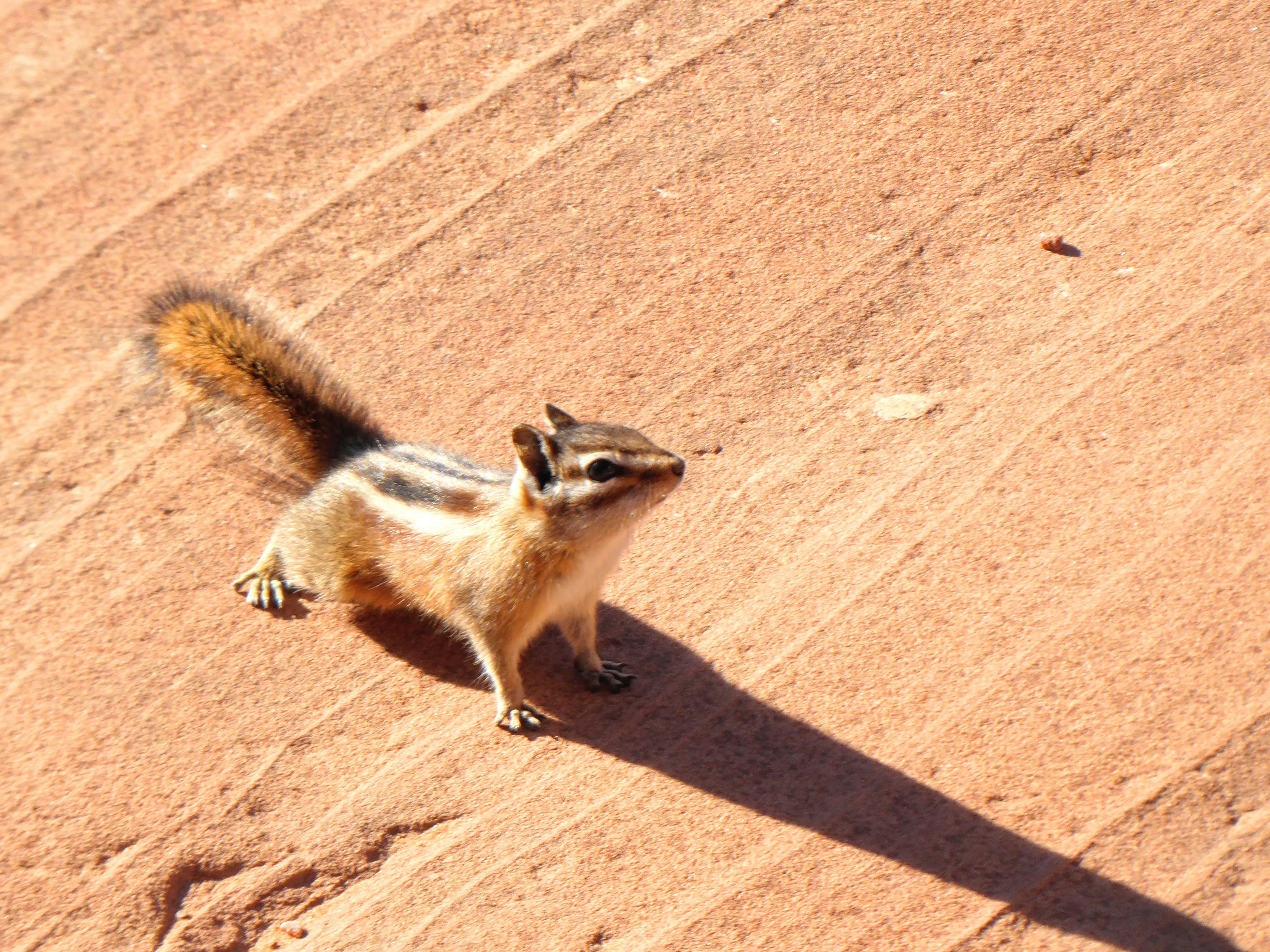A small squirrel stands on sunlit reddish sand, casting a long shadow across the textured ground.