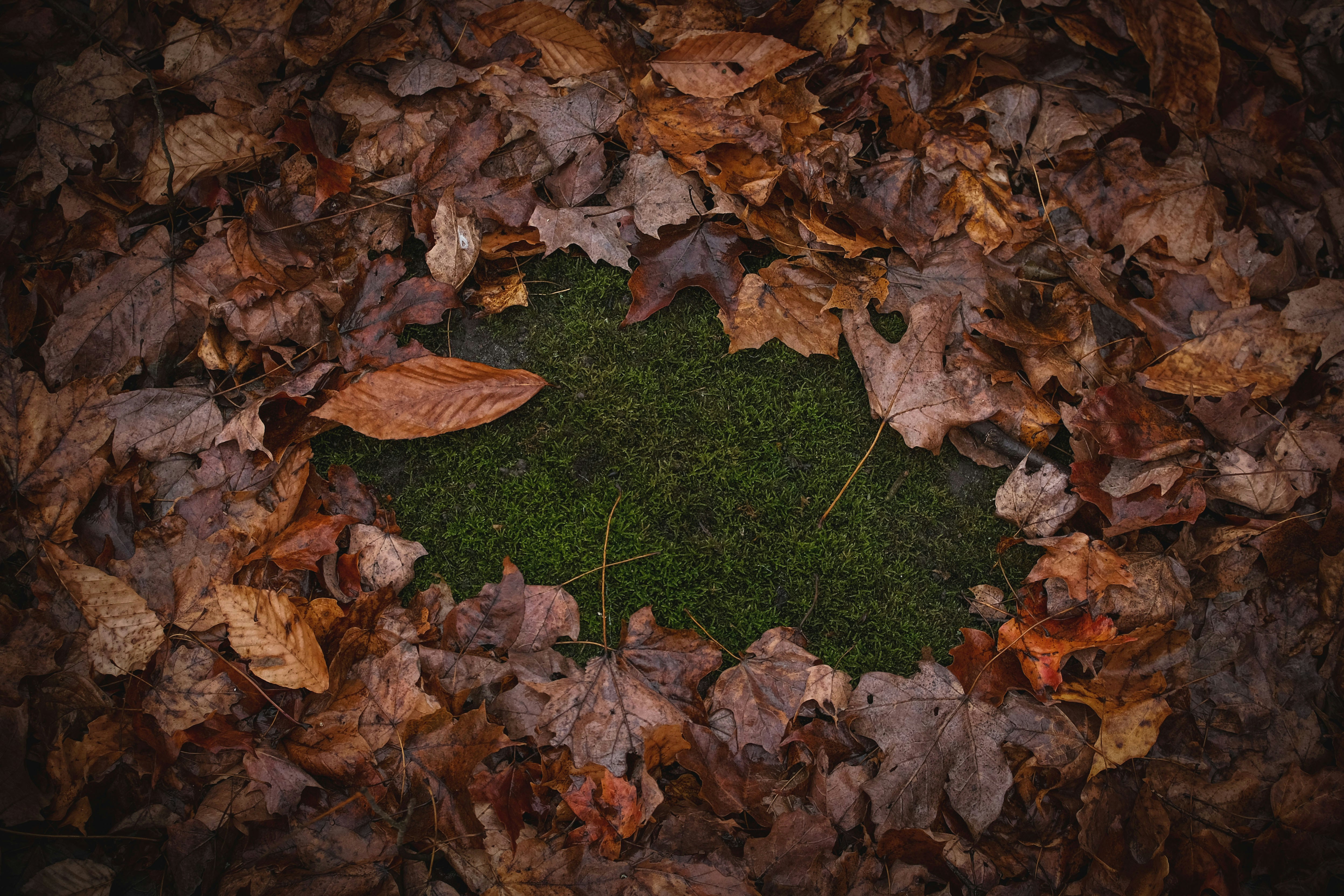 Moss Island Surrounded by a Ring of Autumn Leaves