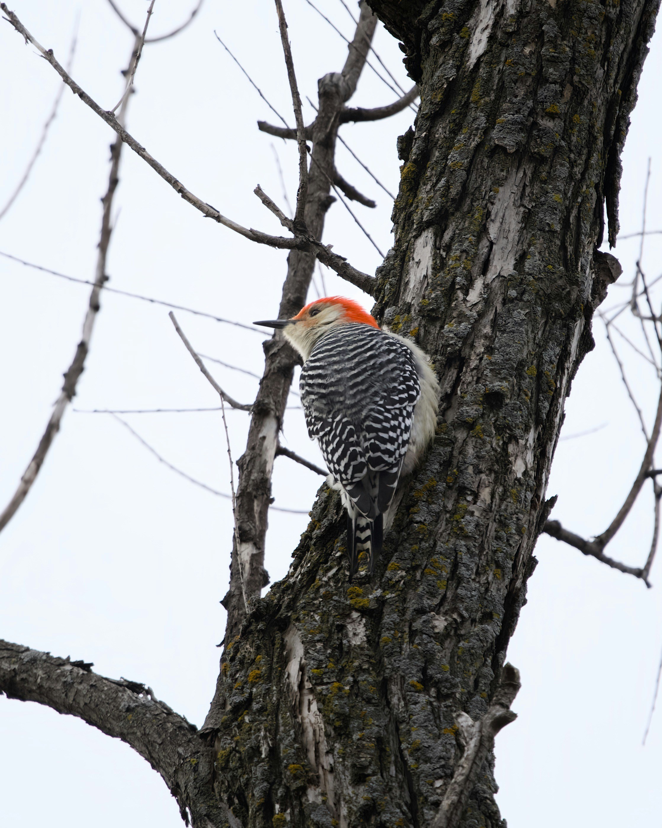 Red-capped Woodpecker Clings to Weathered Birch