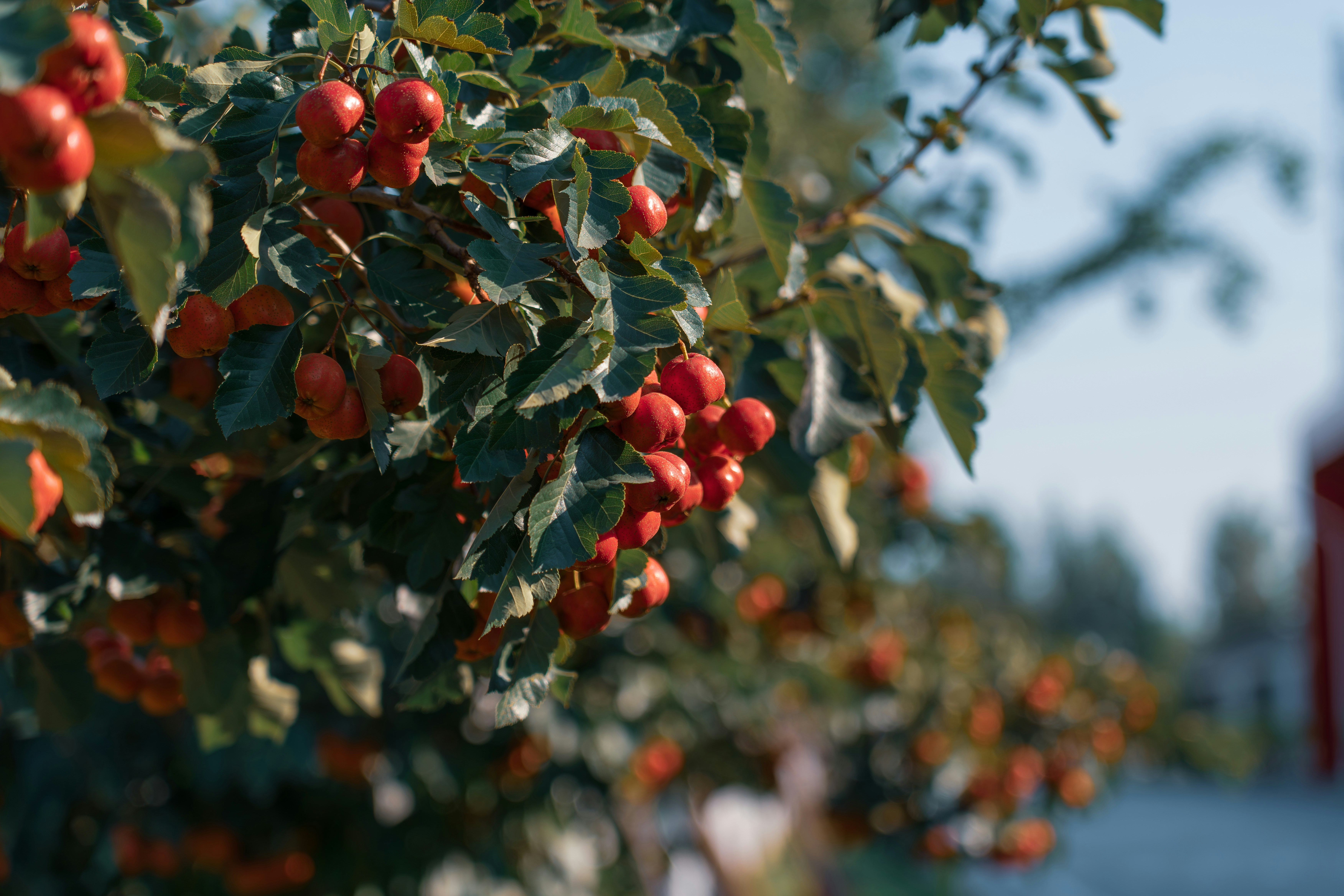 Un árbol lleno de mucha fruta madura foto – Imagen de Víveres gratuita ...