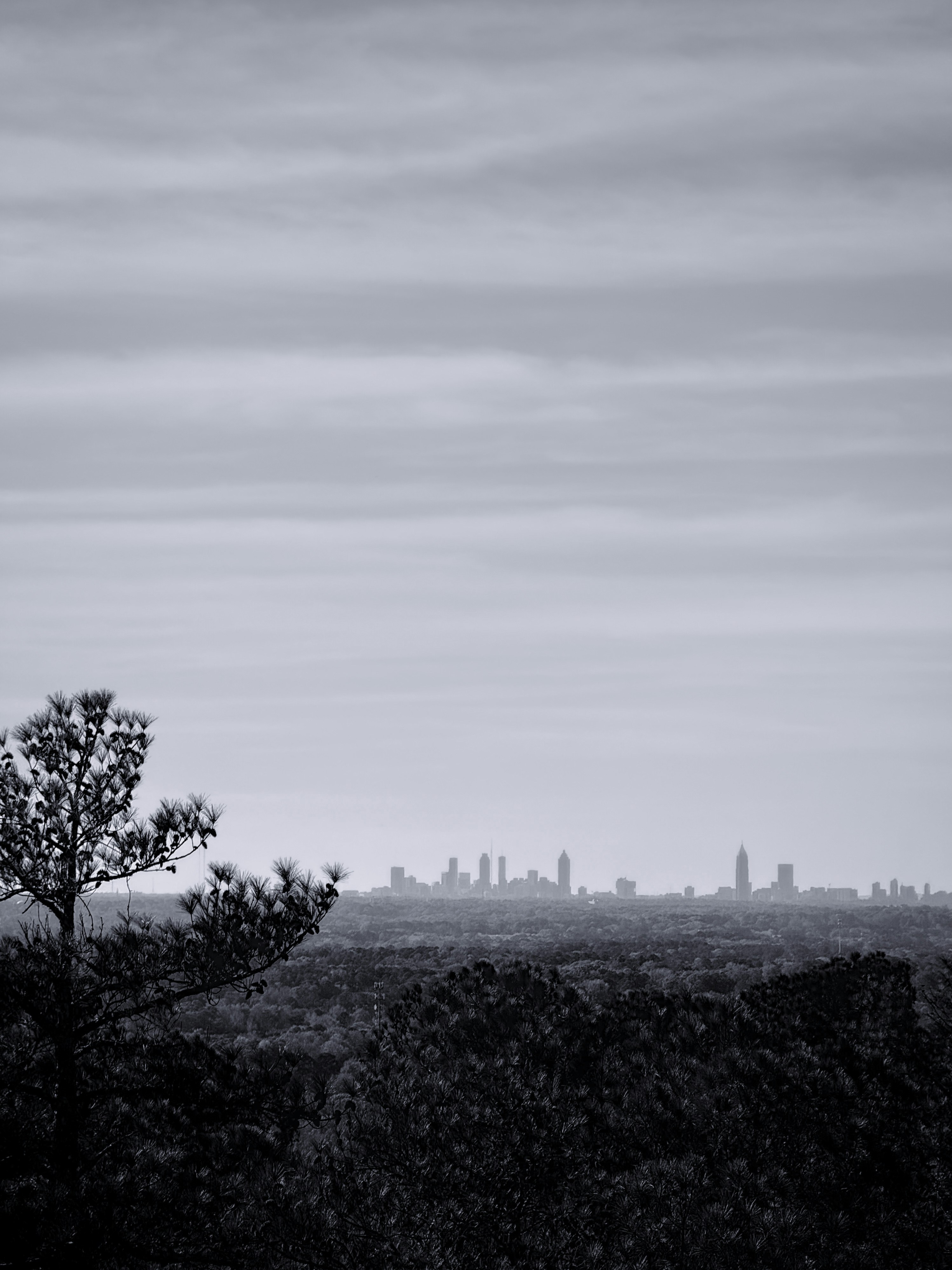 Horizon in Monochrome: Pines Framing a Distant City