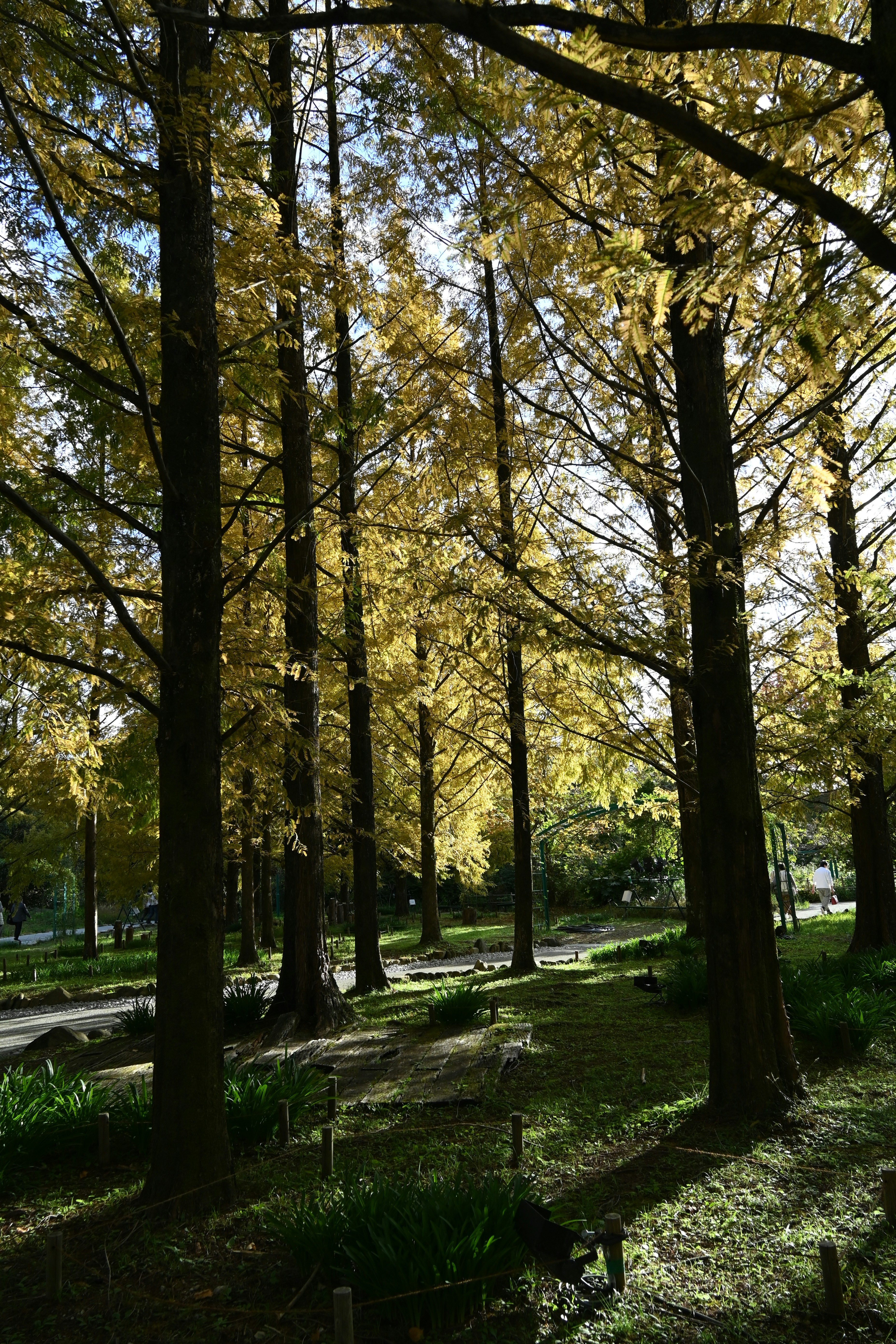 Sunlit Aisle of Golden Pines