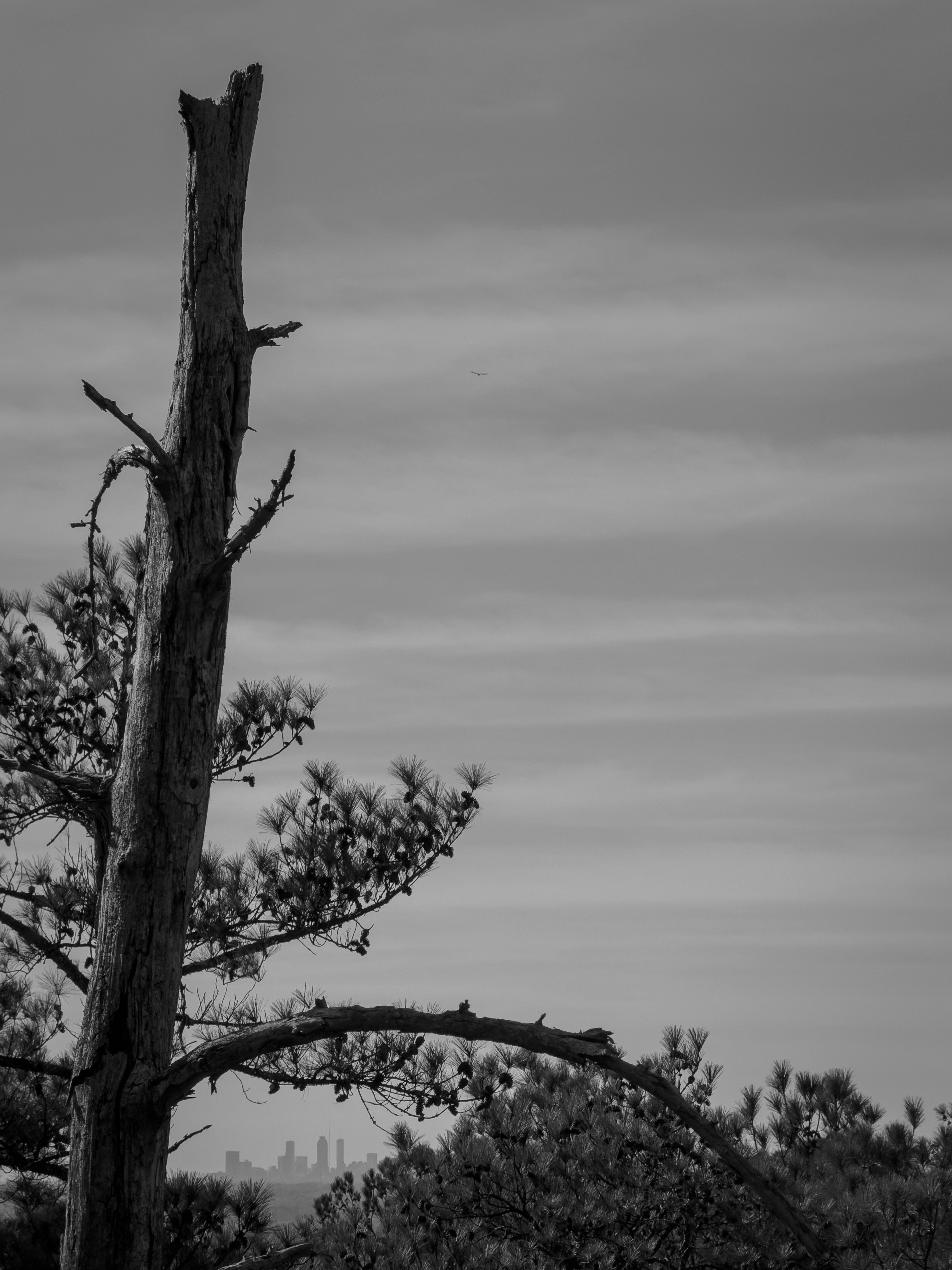 Weathered Sentinel: Dead Tree Framing a Distant City
