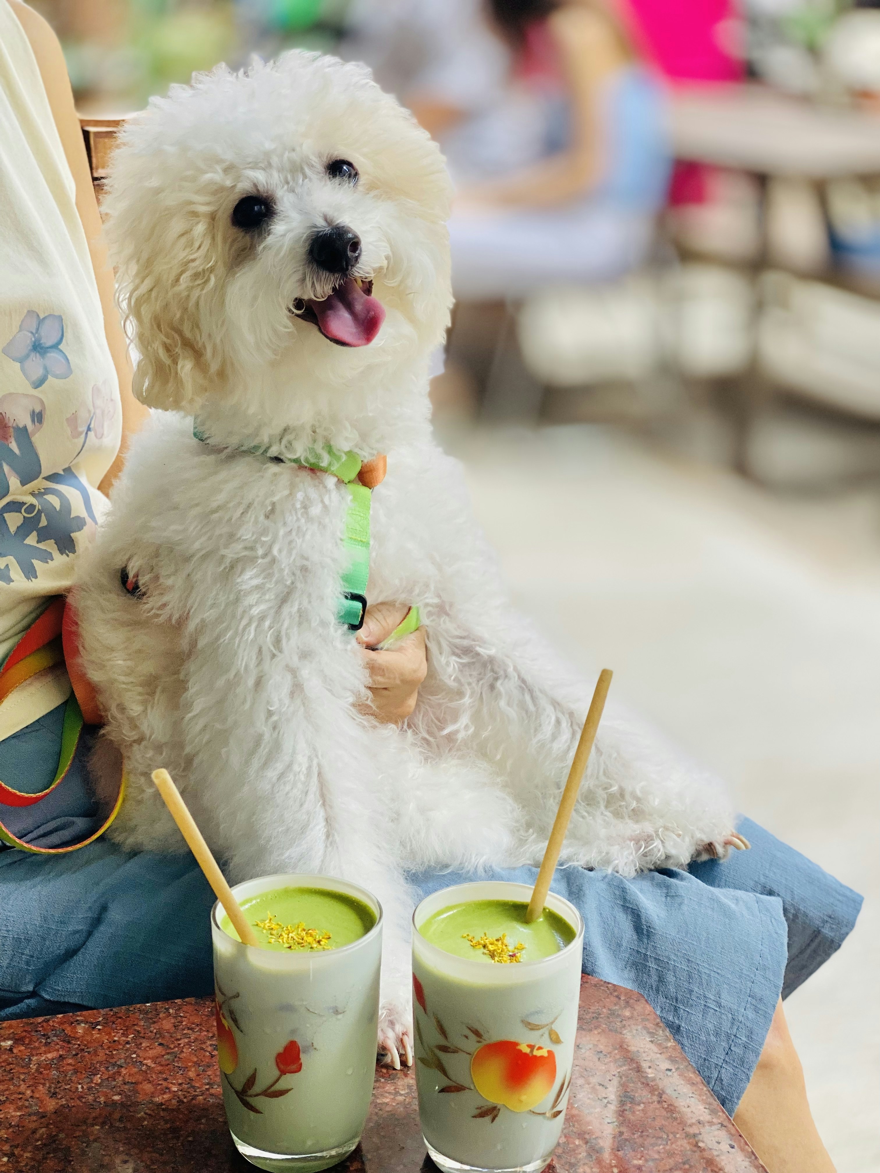 Sunny Pup at the Café: A Cuddly Companion with Iced Treats