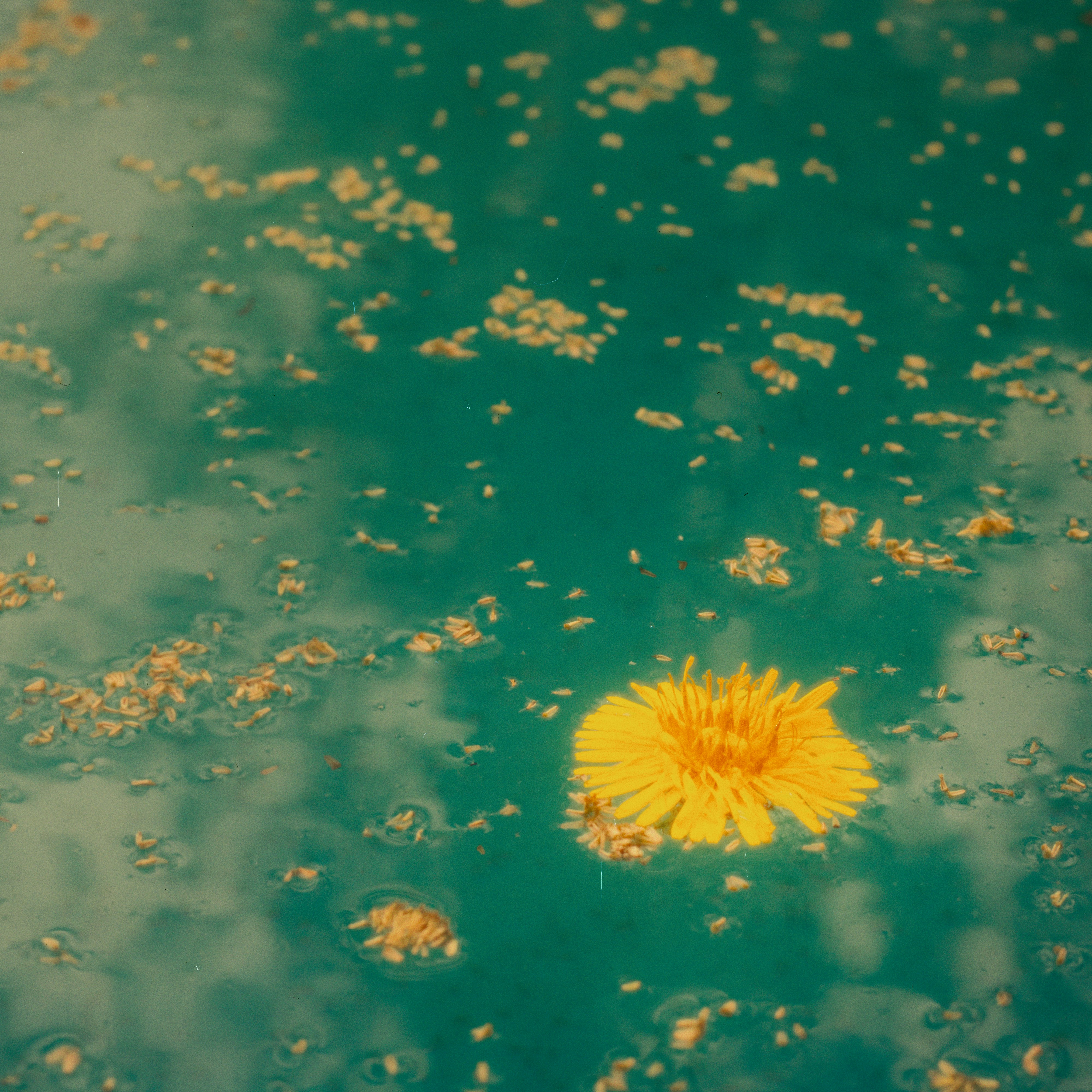 A yellow flower floating in a puddle of water photo – Free Flower Image ...