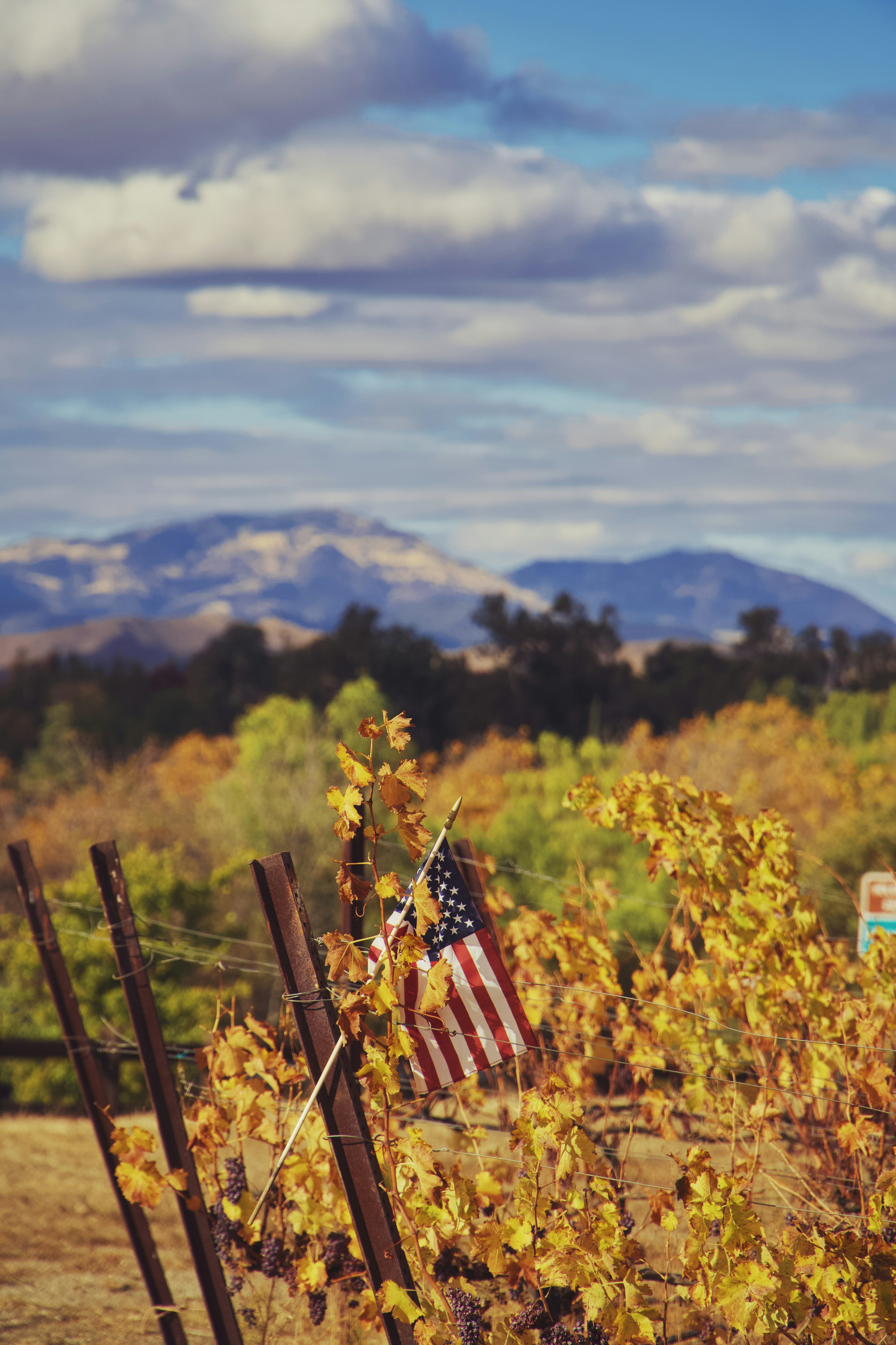 Autumn Vines and the Stars and Stripes