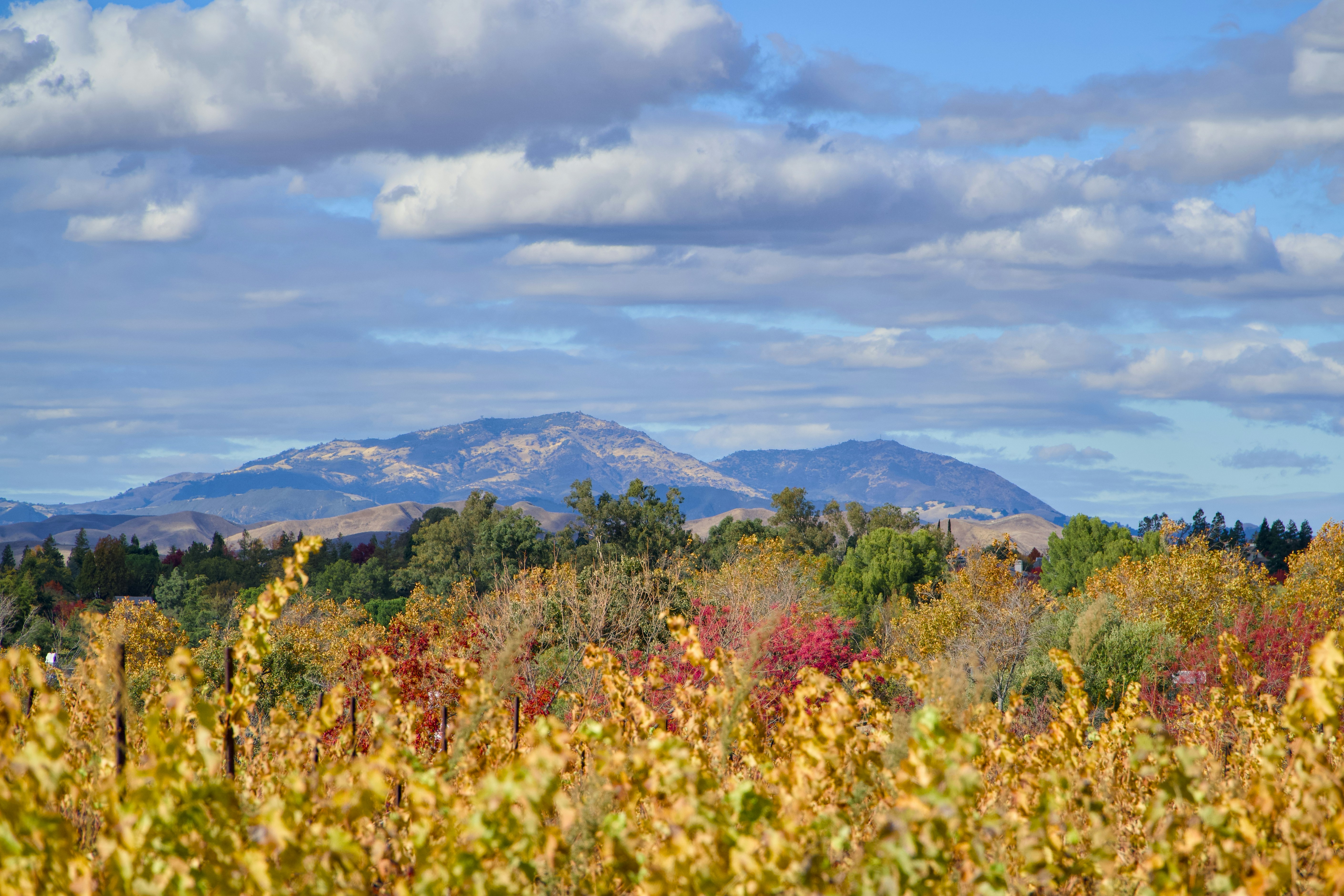 Amber Field Framing a Blue Ridge Under a Cloud-Dotted Sky