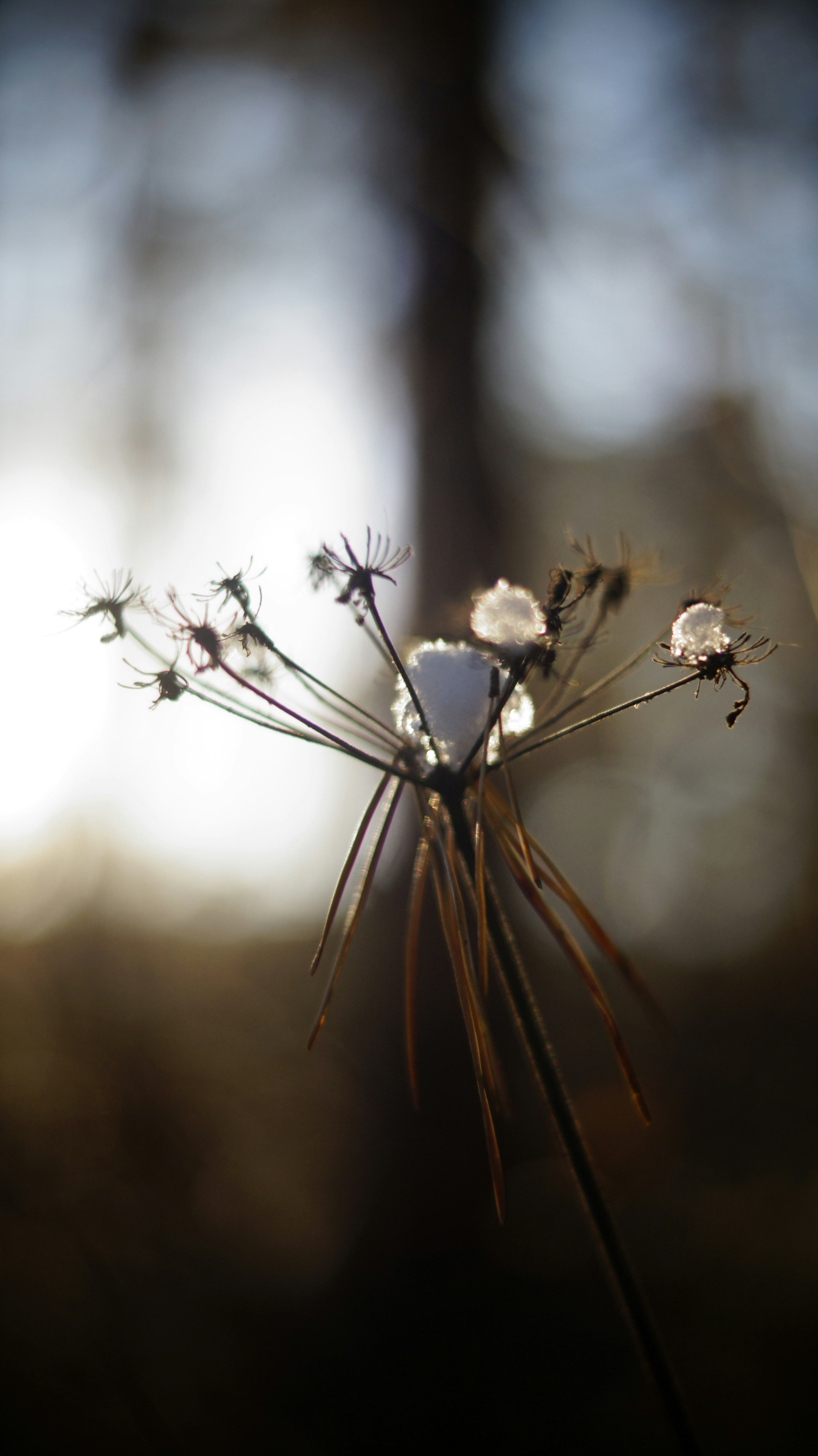 Snow-Dusted Seedhead Reaches Toward the Quiet Backlight
