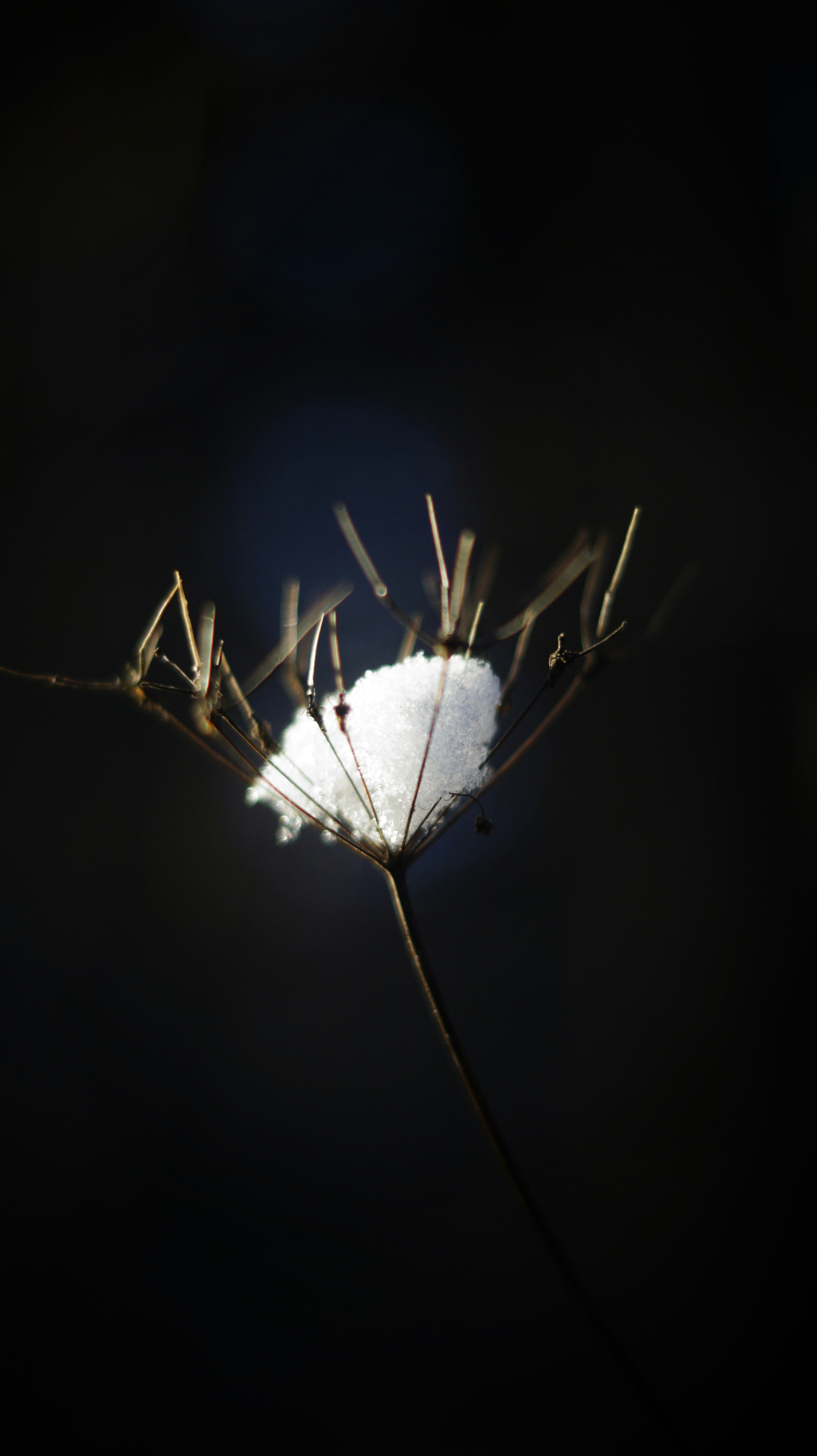 Photo by Mathew Antony with Sony Alpha 58