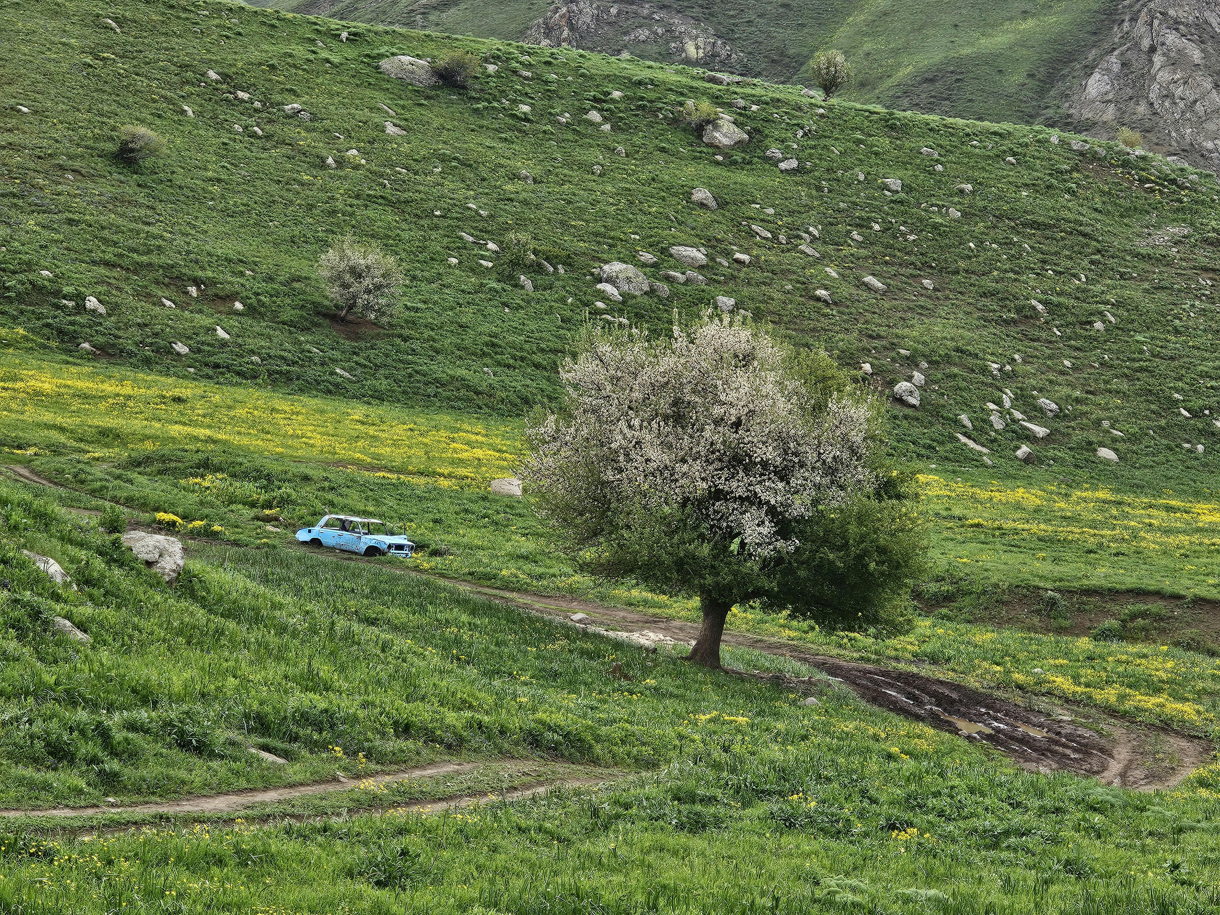 Blue Vintage Car at the Orchard Track Beneath a Blossoming Tree on a Lush Hillside