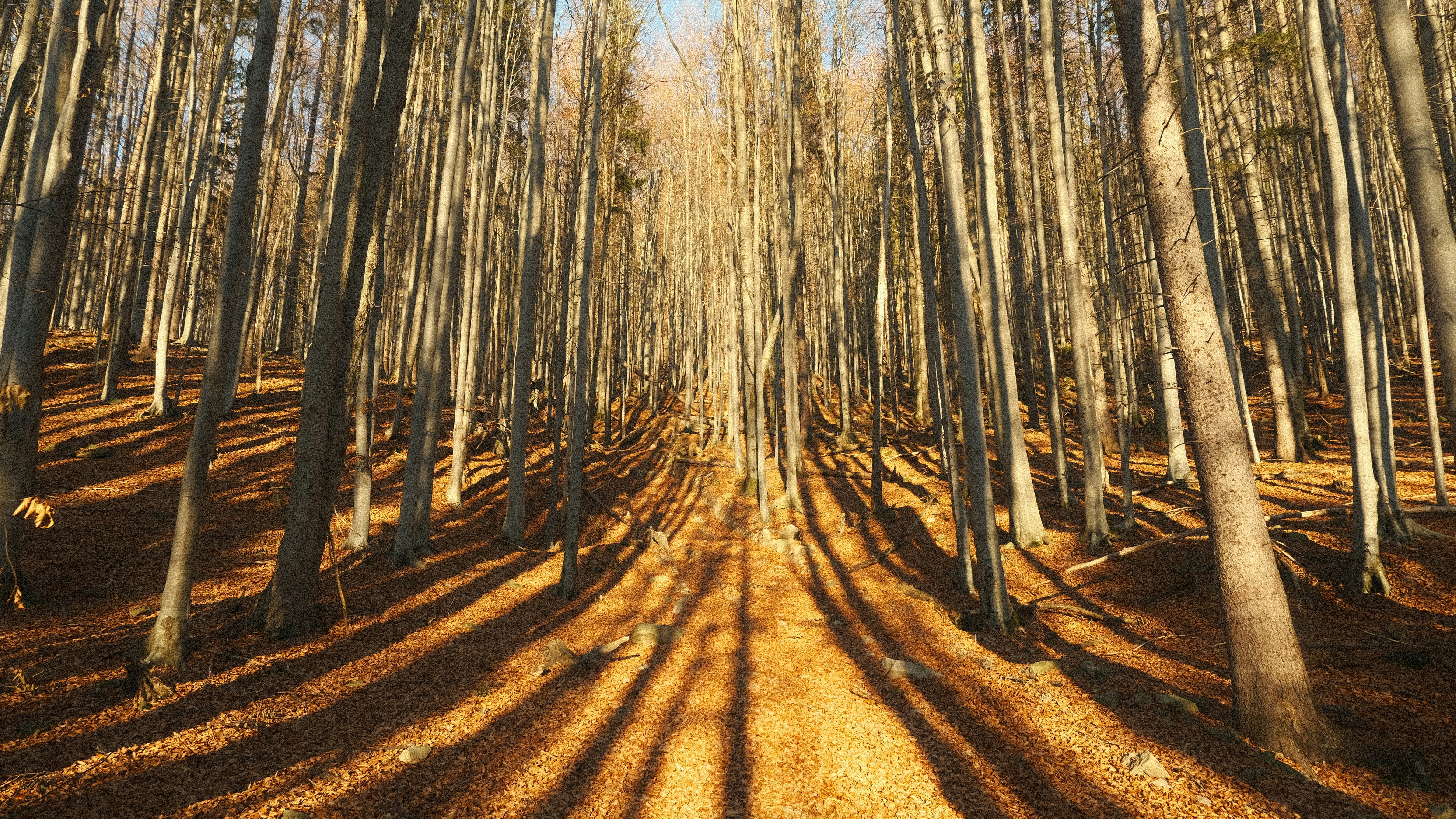 Sunlit Row: A Golden Path Through Quiet Trees