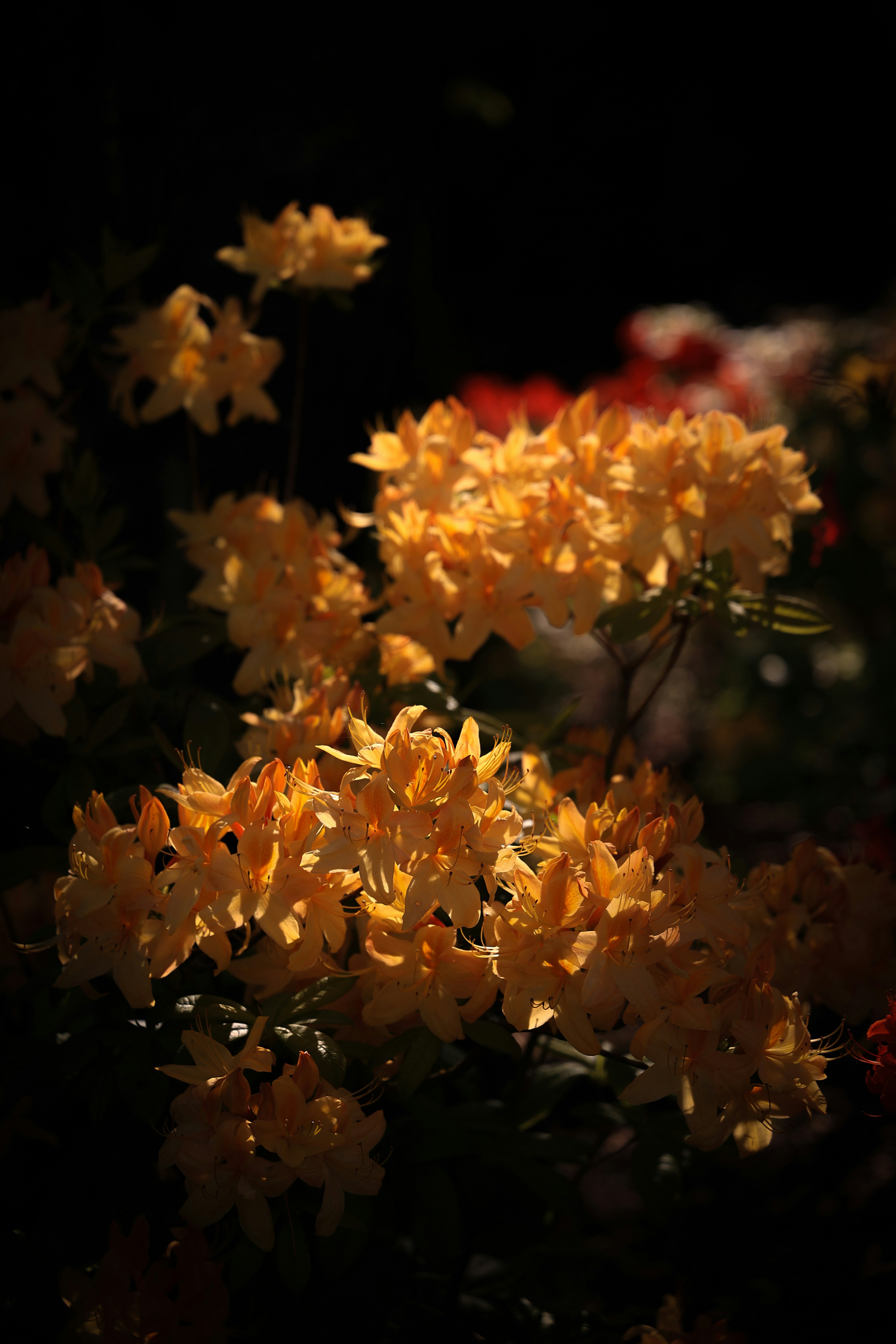 Golden Azaleas in Dappled Shade: A Moment of Quiet Light
