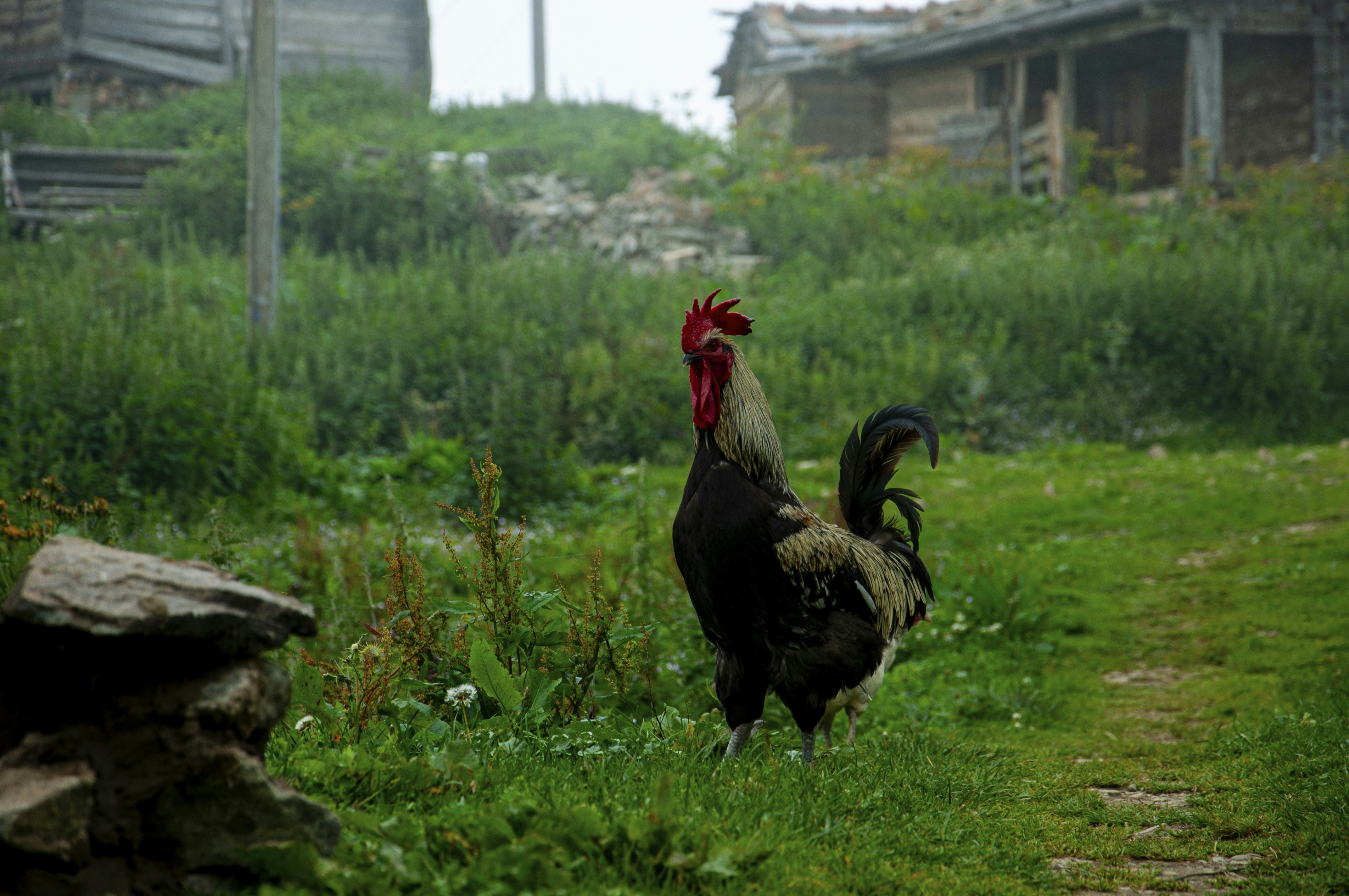 Verdant Farmyard Rooster: A Dark-Plumage Sentinel Among Greenery