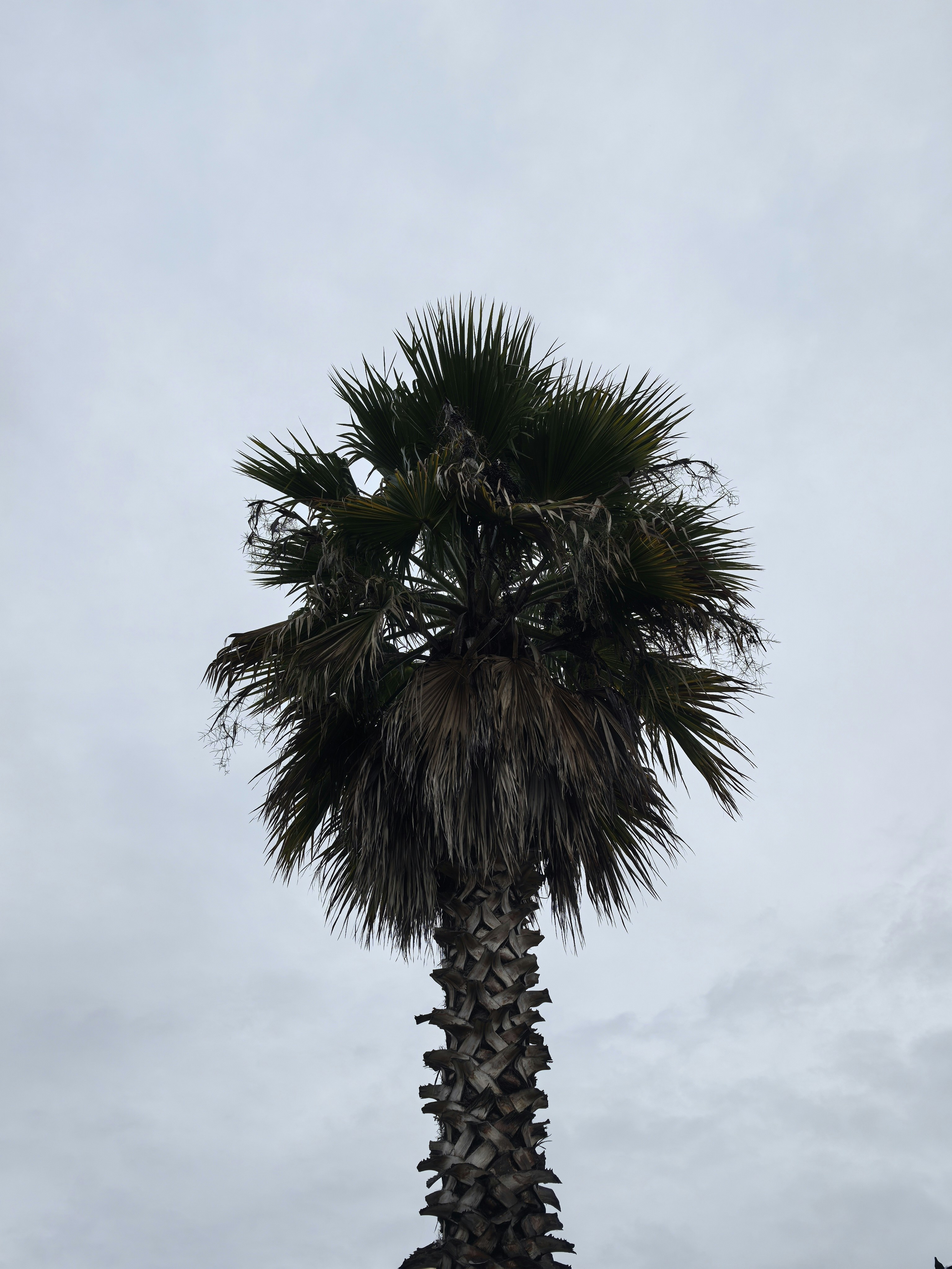 Palm Sentinel Against a Gray Sky