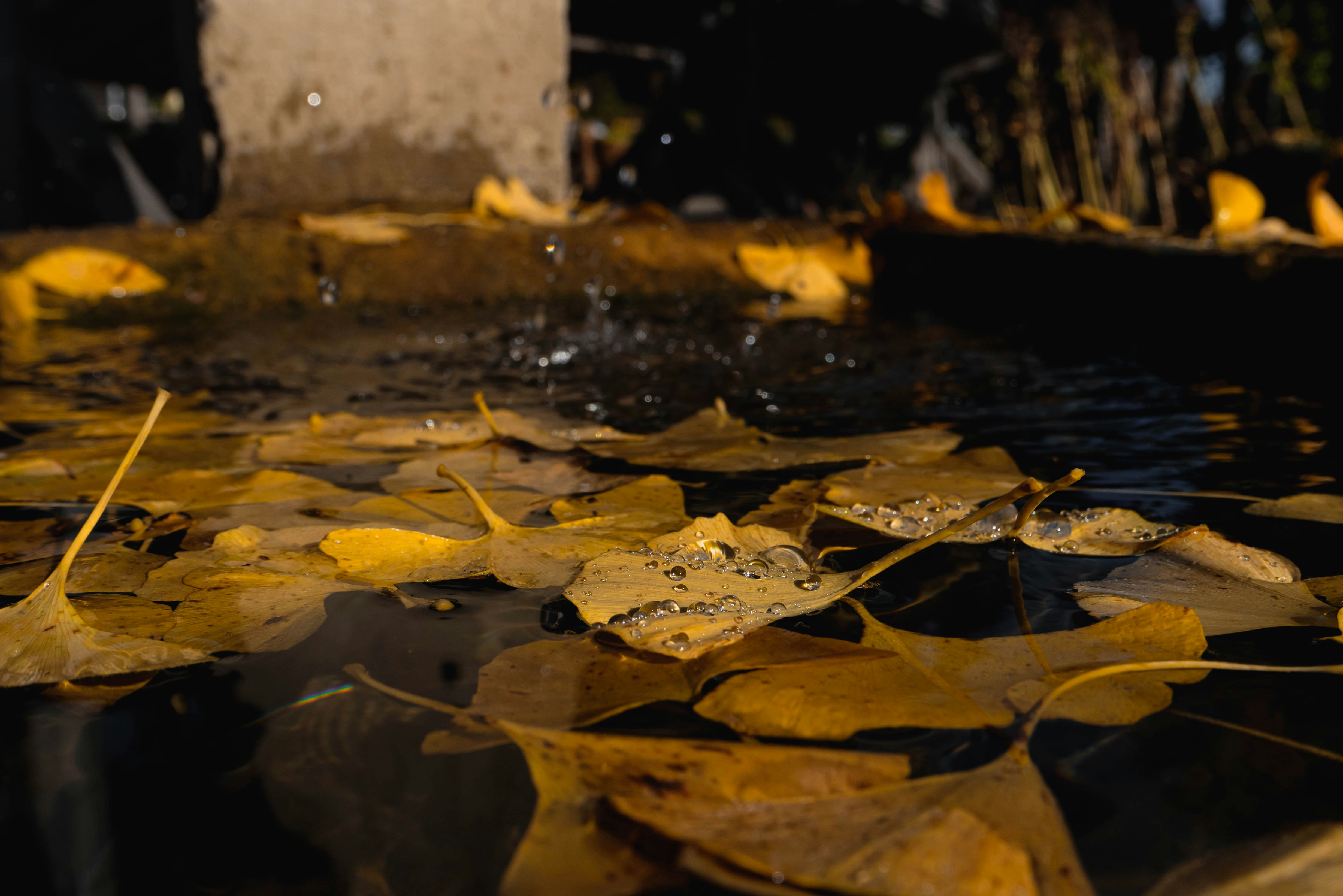 Moonlit Golden Leaves Drift Across a Quiet Pond