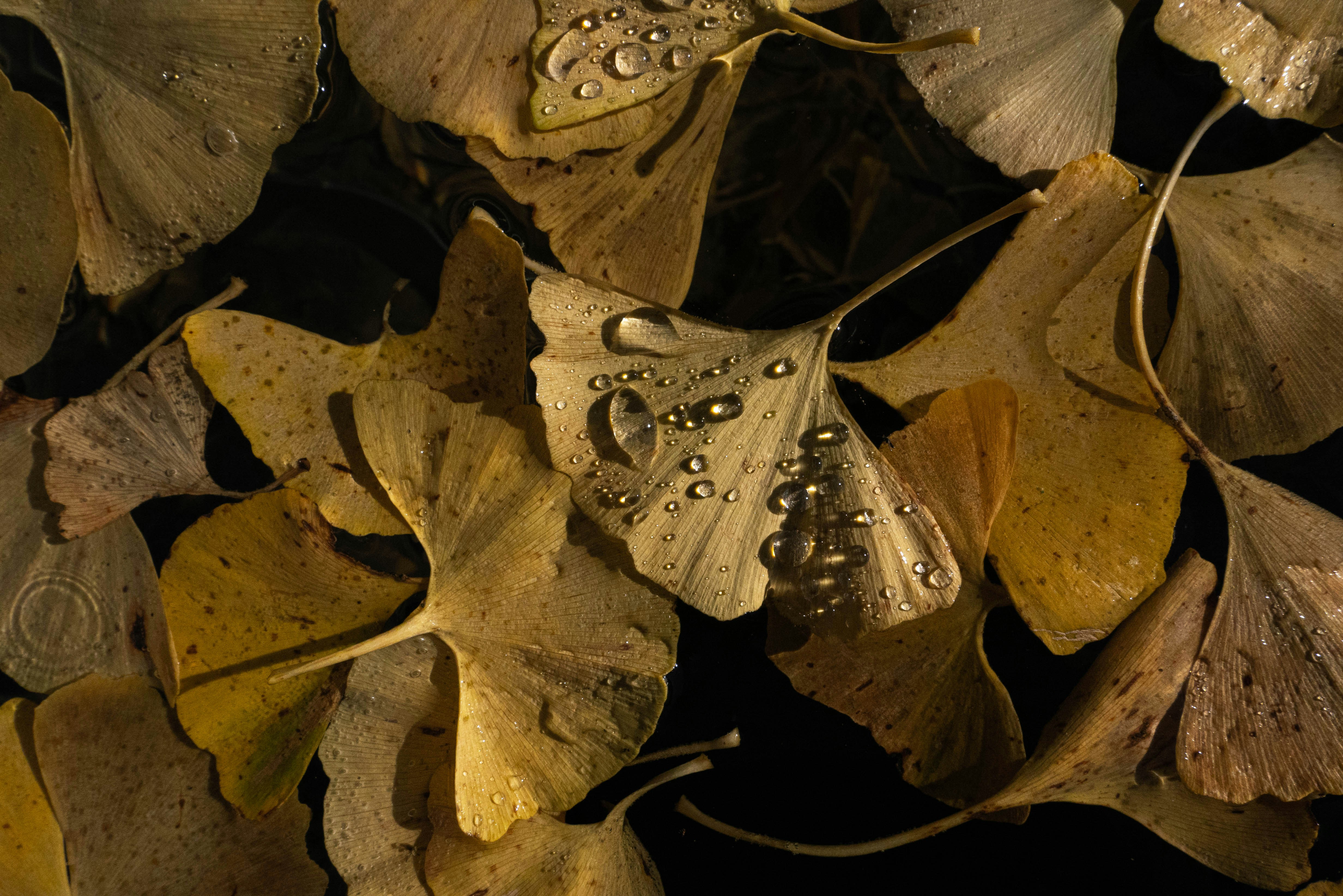 Raindrops on Autumn's Canvas