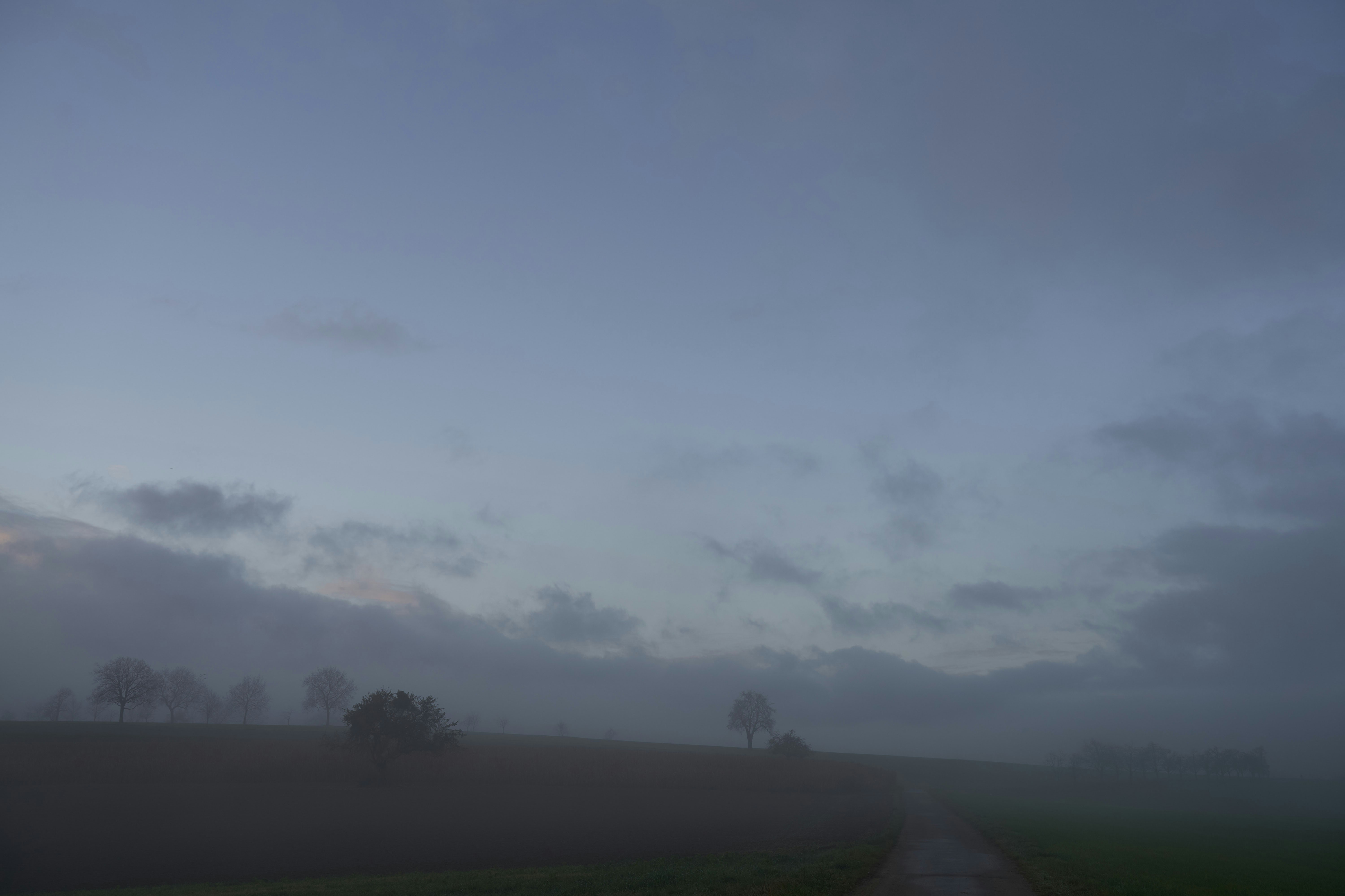Horizon in the Mist: A Lone Tree Framed by a Quiet Farm Path