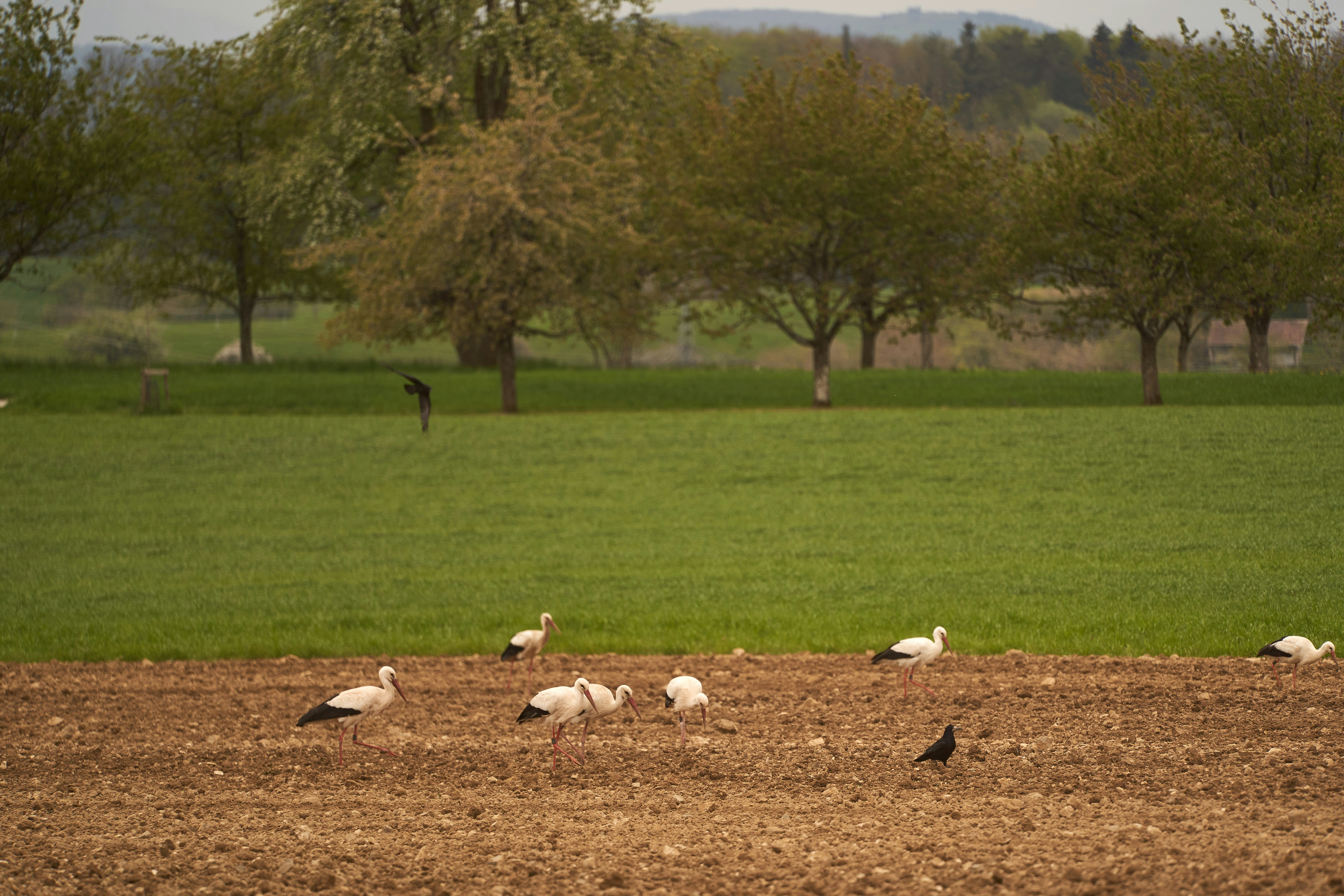 A flock of birds standing on top of a dirt field photo – Free Field ...