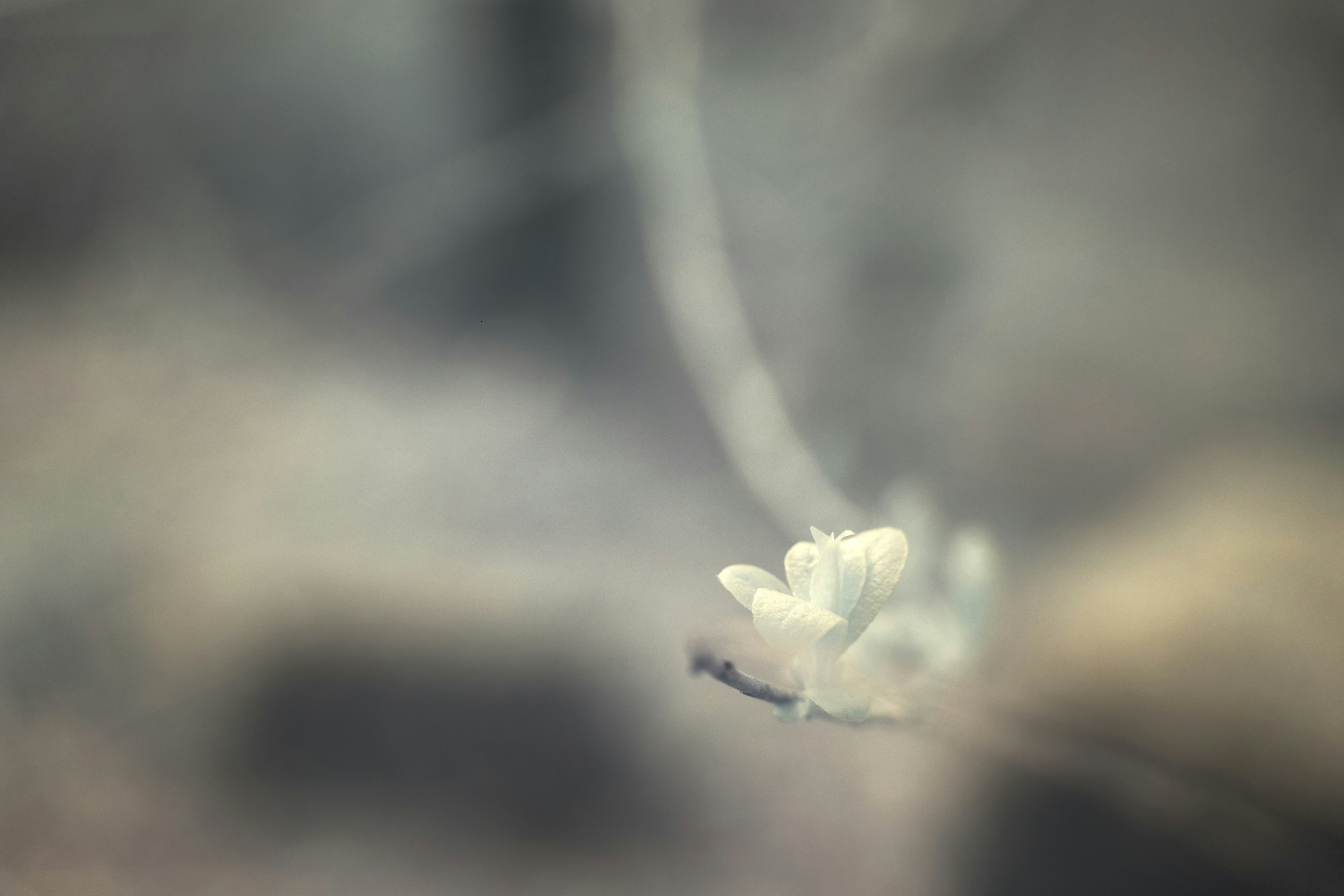 Soft Bloom on a Forsaken Twig