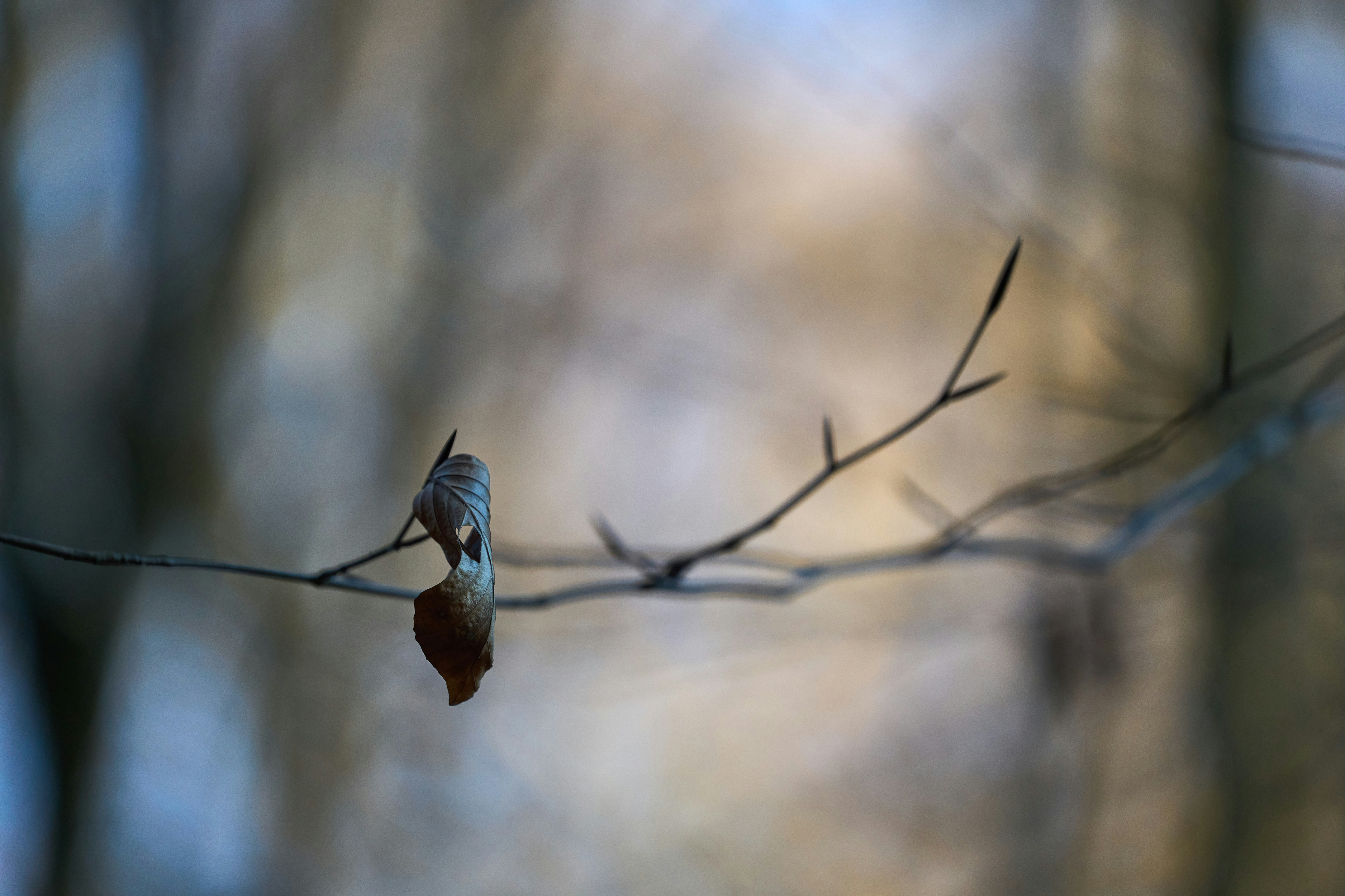 A small bird perched on a thin branchWolfgang Hasselmann