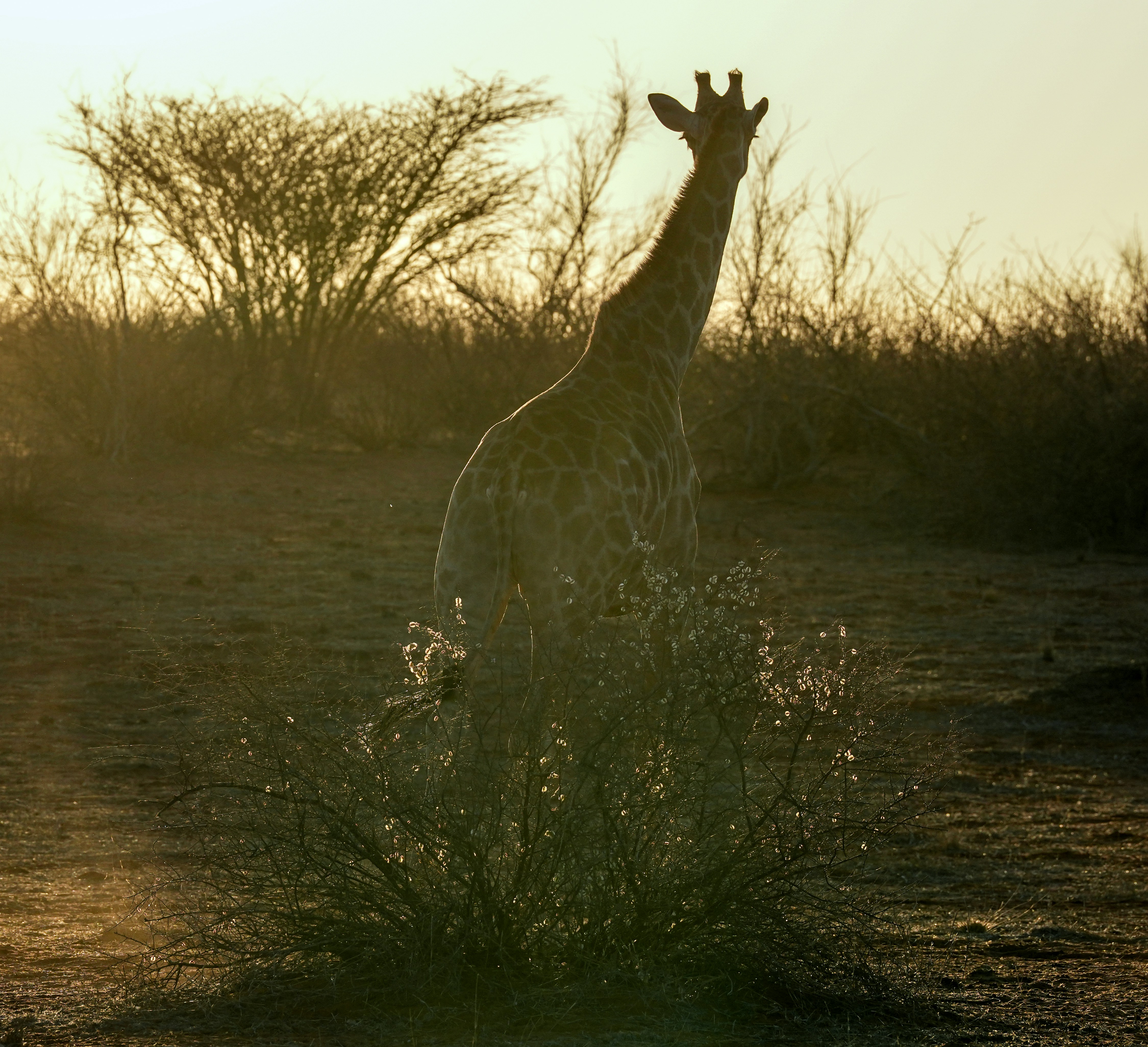 Gilded Dusk Giraffe: Backlit Silhouette Over the Savanna