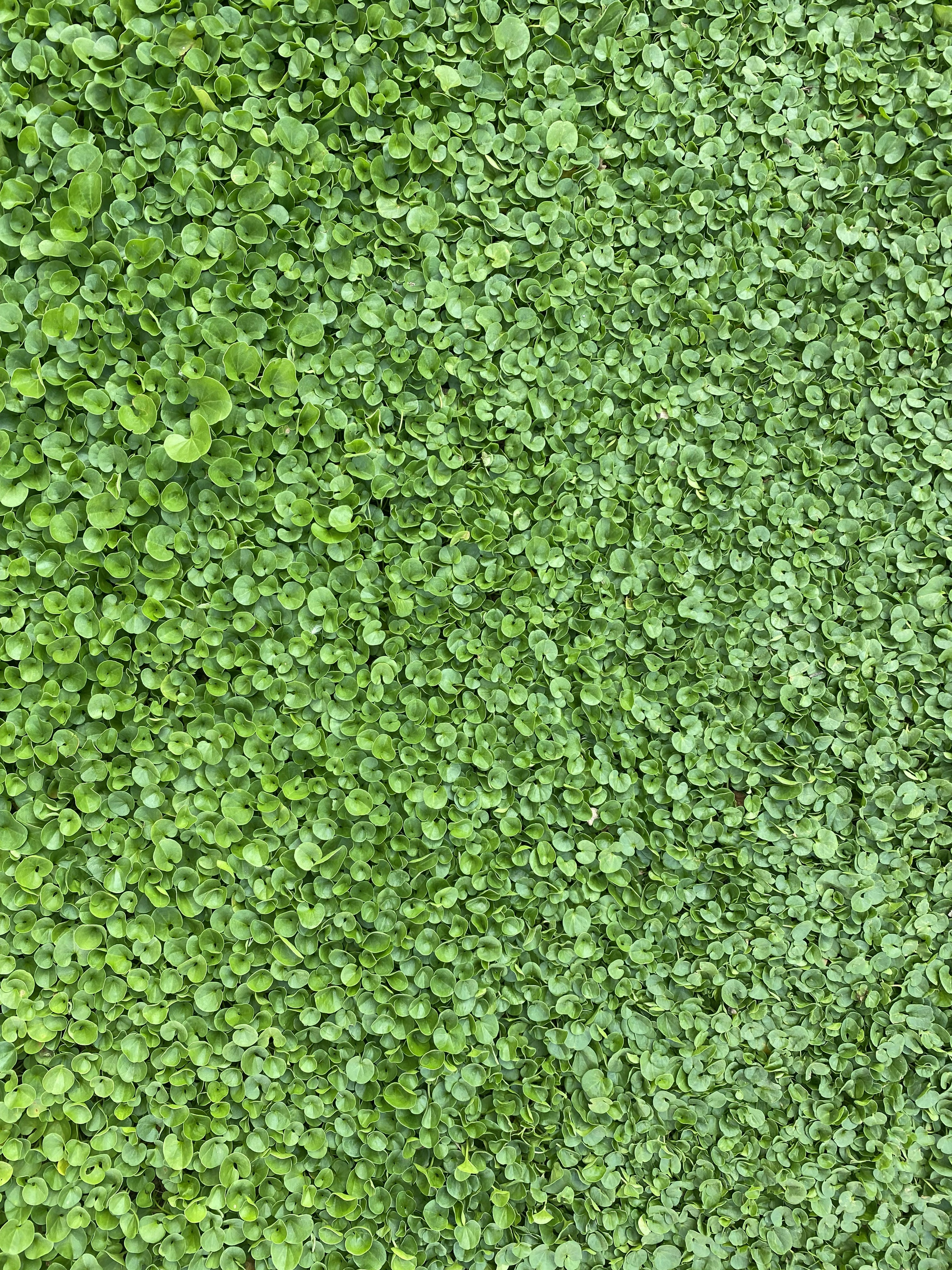 Dense carpet of vibrant green leaves showcasing the beauty of natural foliage.