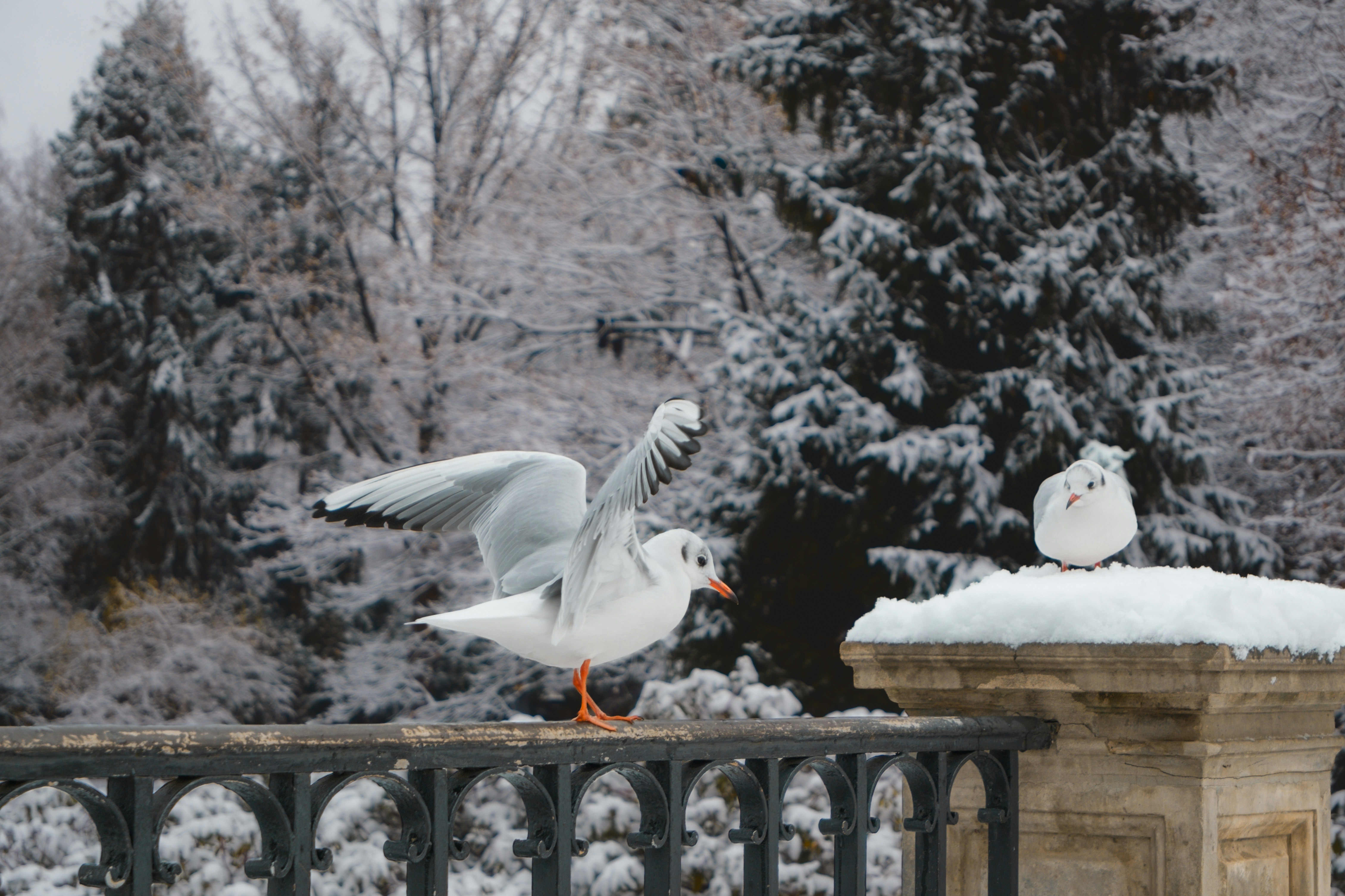 Wingbeat over the Frosted Veranda: A Seagull in Winter Light
